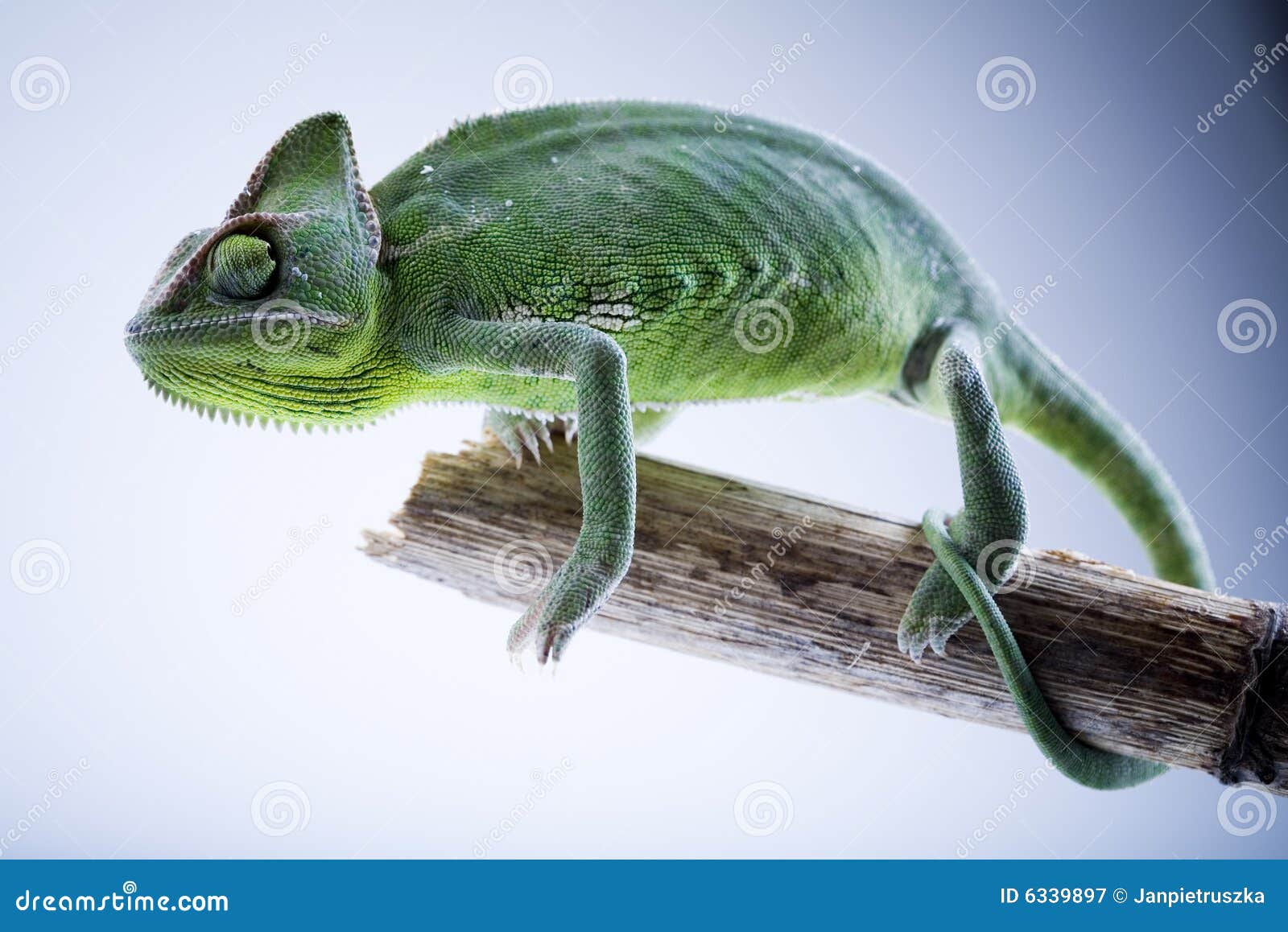 Lizard families stock image. Image of nature, lizard, animal - 6339897