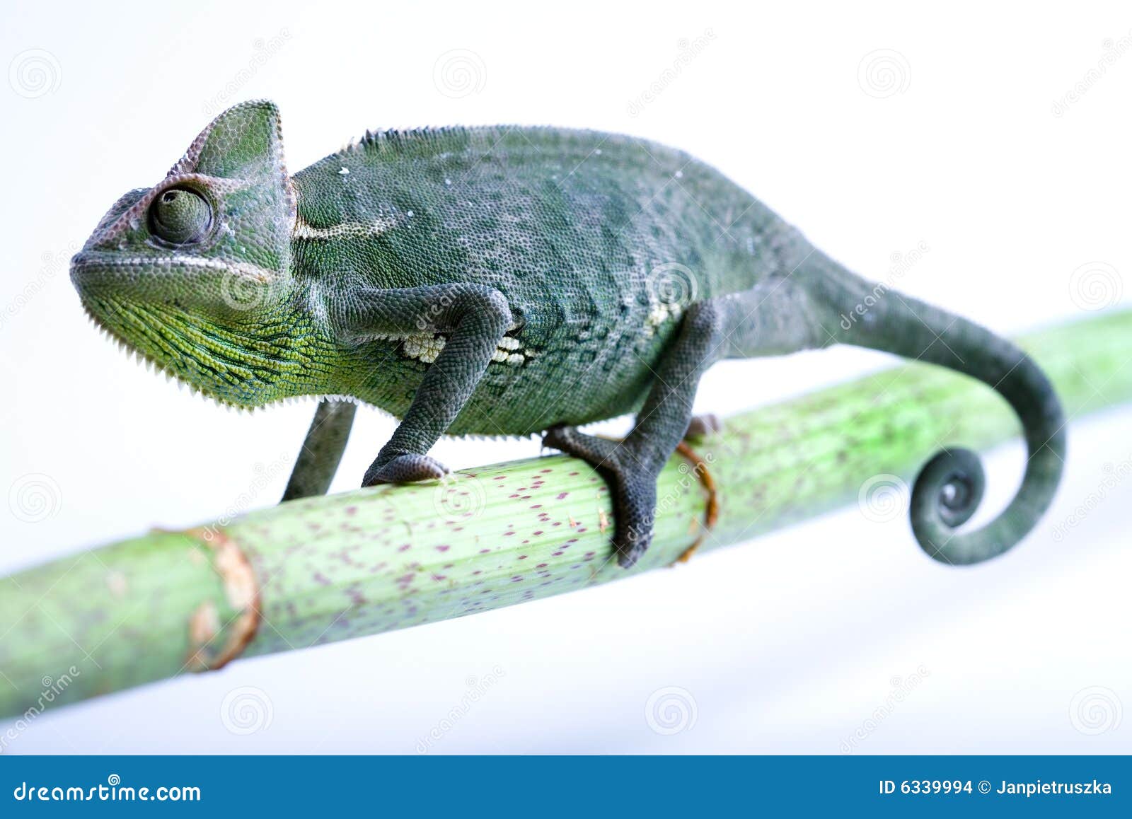 Lizard families stock photo. Image of multi, green, themes - 6339994
