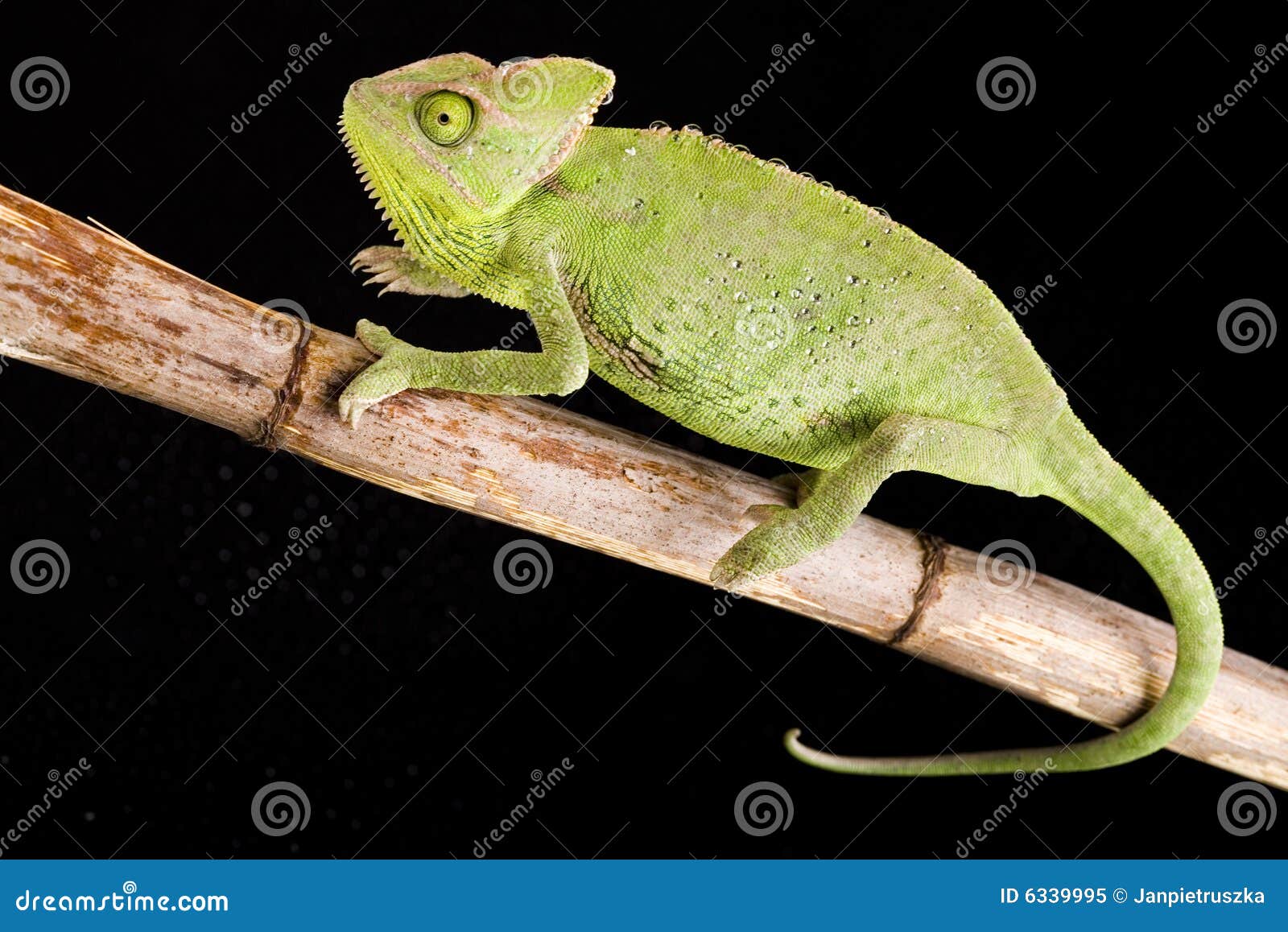 Lizard families stock image. Image of color, themes, macro - 6339995