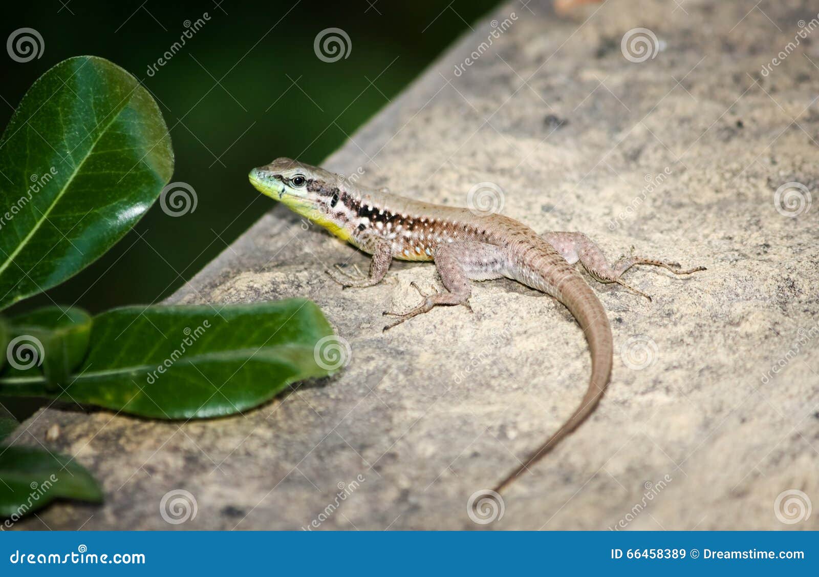 Fastest Lizard Stock Photos - Free & Royalty-Free Stock Photos from ...