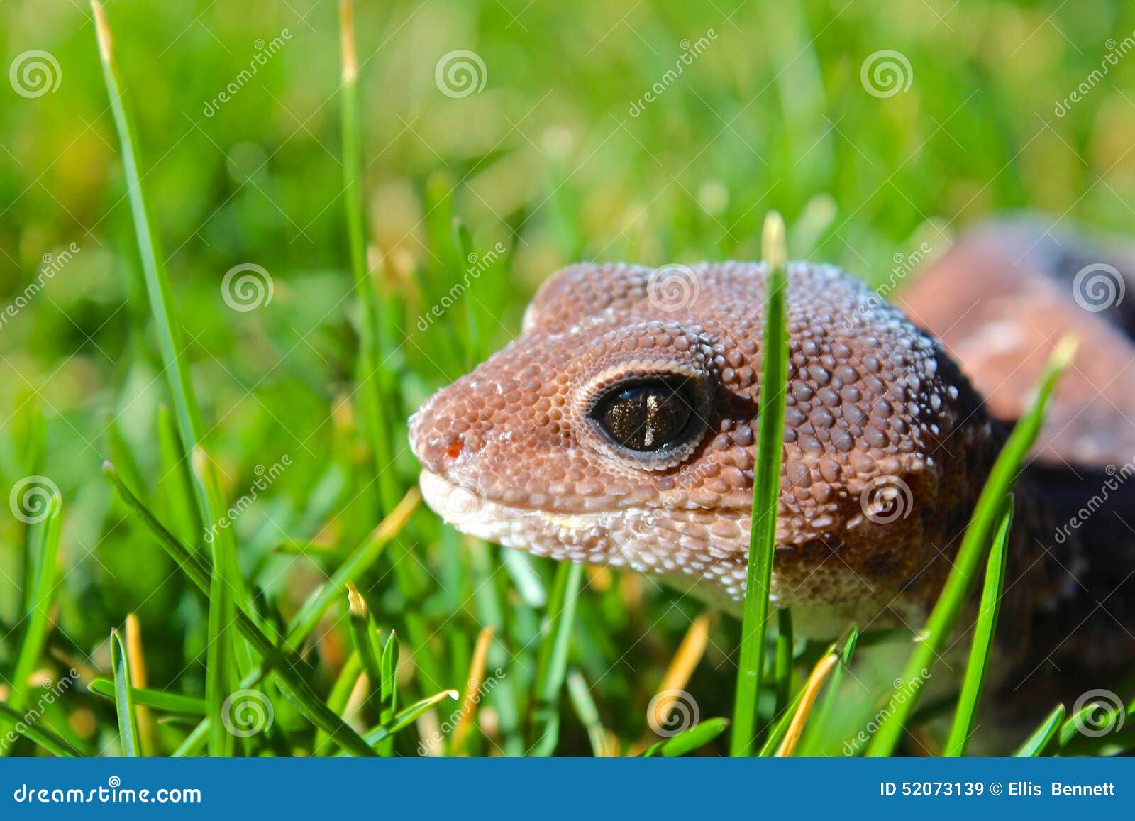 Lizard stock image. Image of grass, reptile, fauna, toad - 52073139