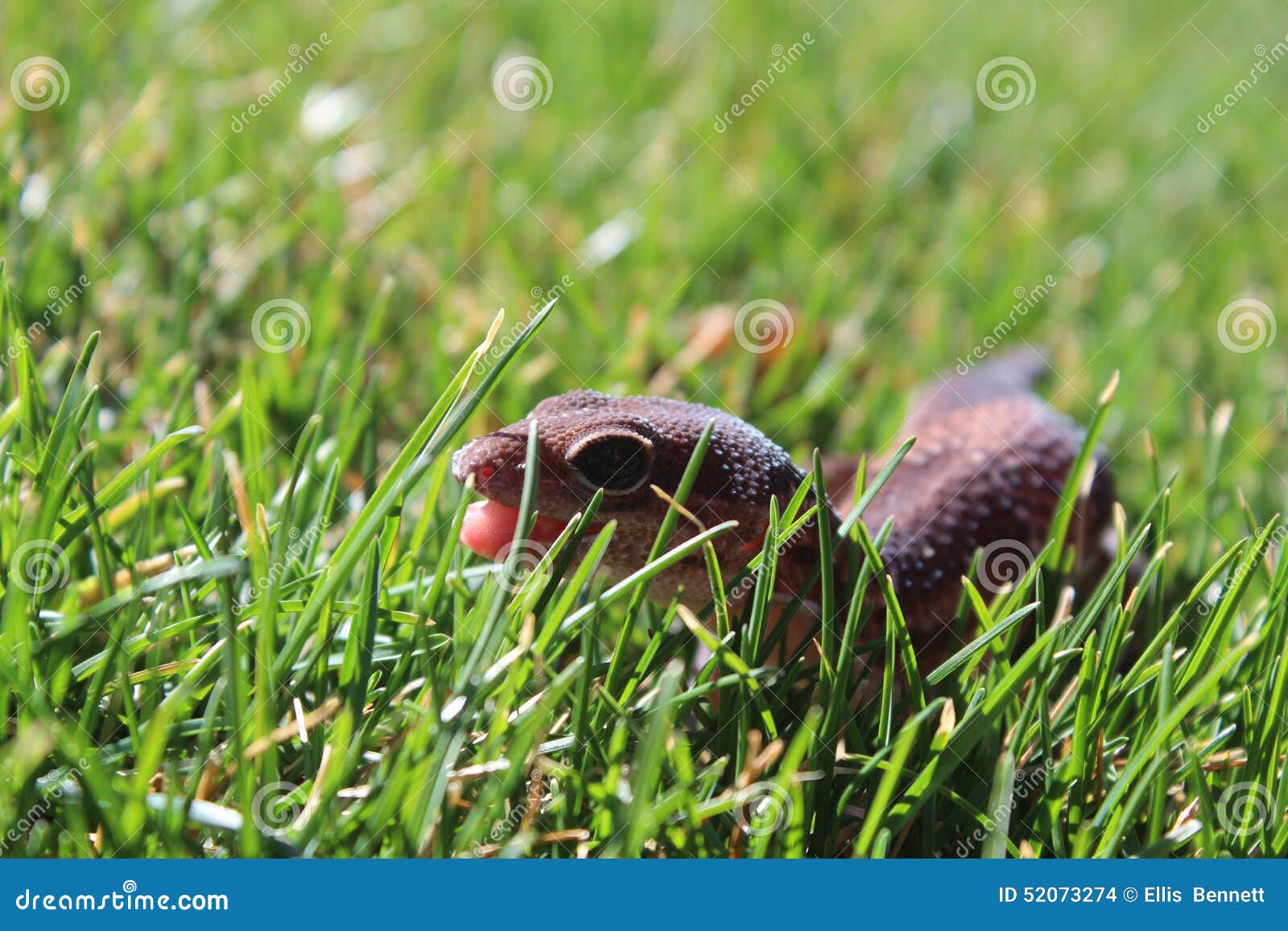 Lizard stock photo. Image of fauna, looks, tailed, scaly - 52073274