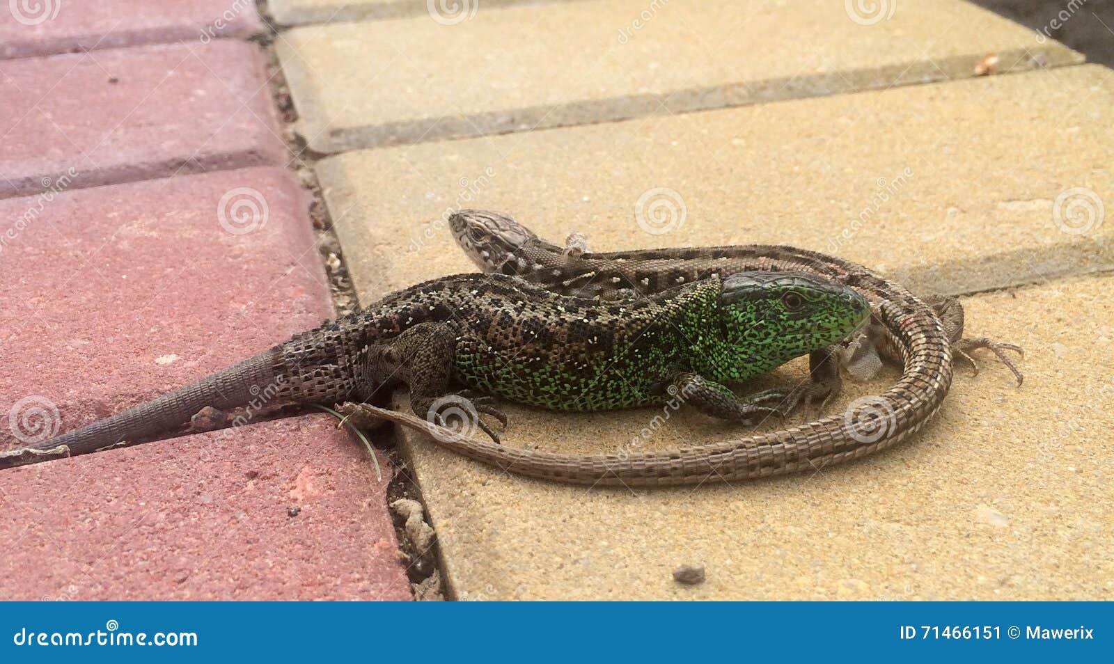 Lizard fight stock image. Image of nature, bite, dangerous - 71466151