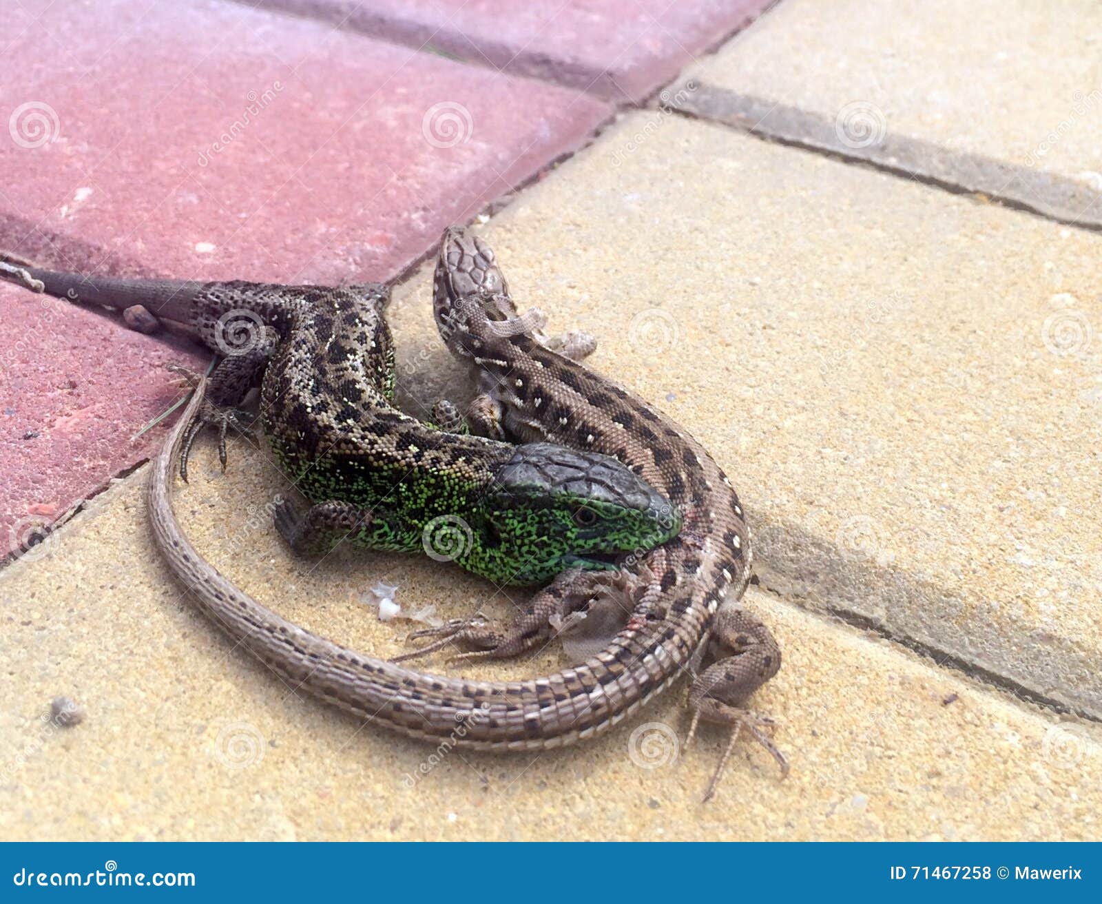 Lizard fight stock photo. Image of beard, agressive, defense - 71467258