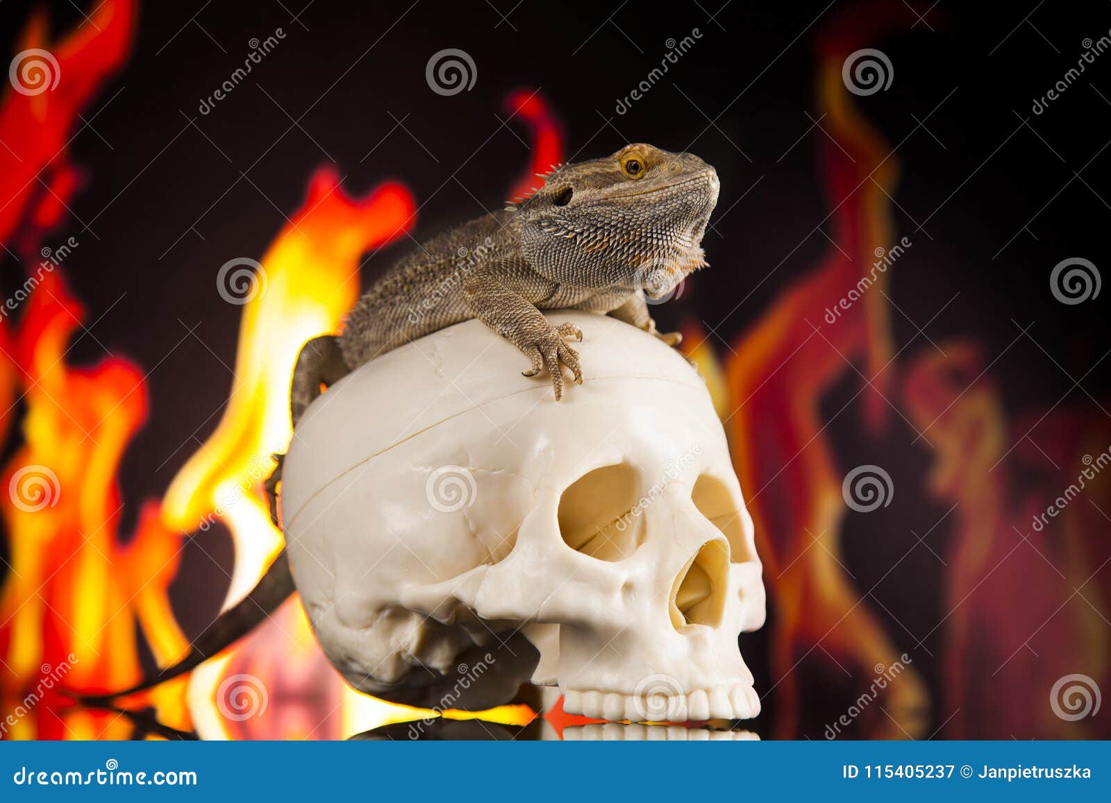 Fire Lizard, Agama on Black Mirror Background Stock Image - Image of ...