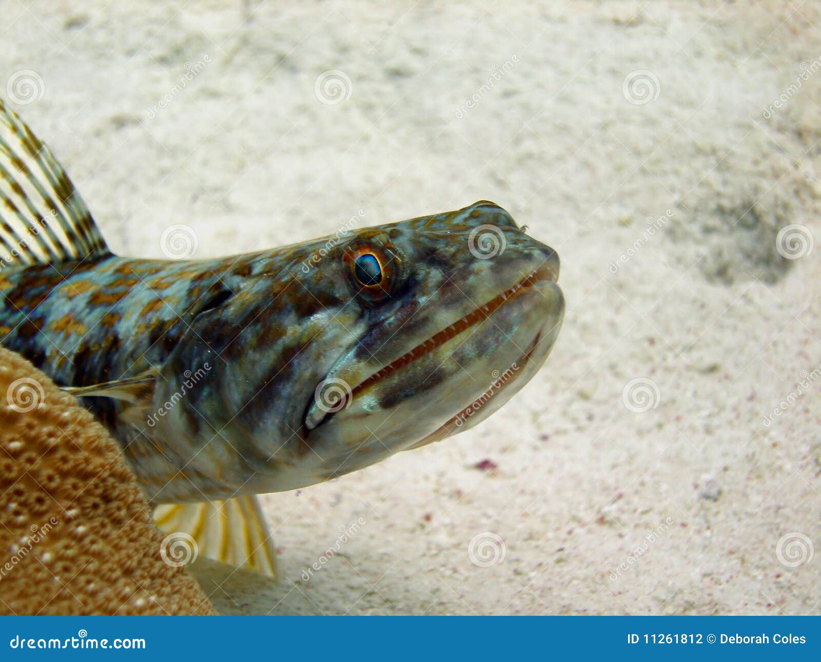 Lizard Fish stock photo. Image of tropical, aquatic, colorful - 11261812