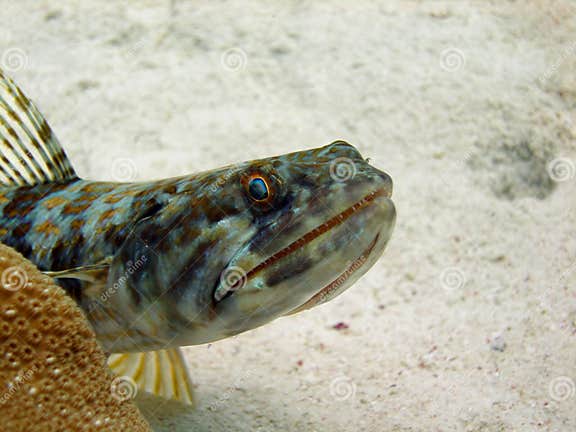 Lizard Fish stock photo. Image of tropical, aquatic, colorful - 11261812