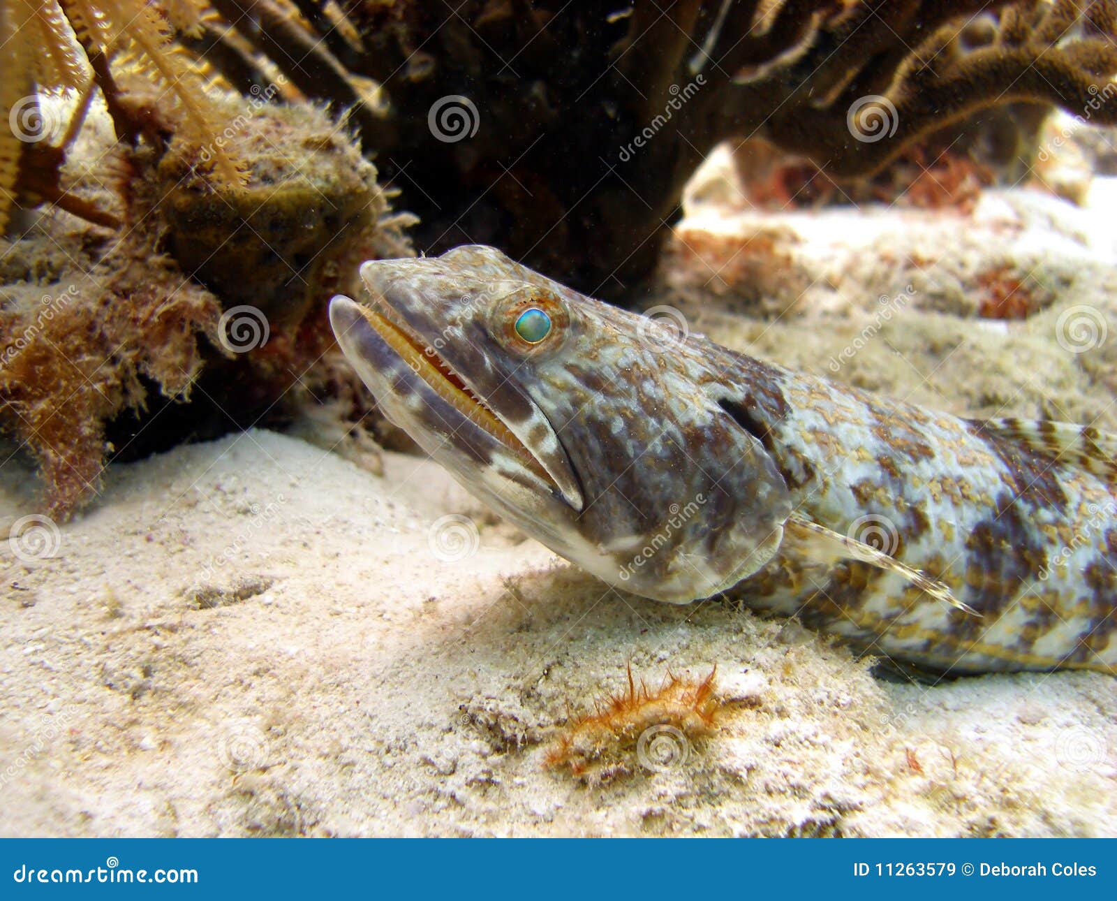 Lizard Fish stock image. Image of colors, life, saltwater - 11263579