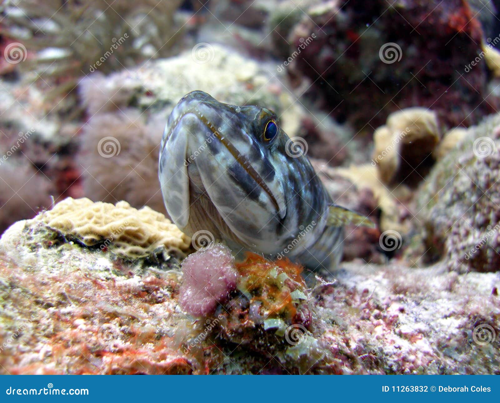 Lizard Fish stock photo. Image of colour, diving, exotic - 11263832
