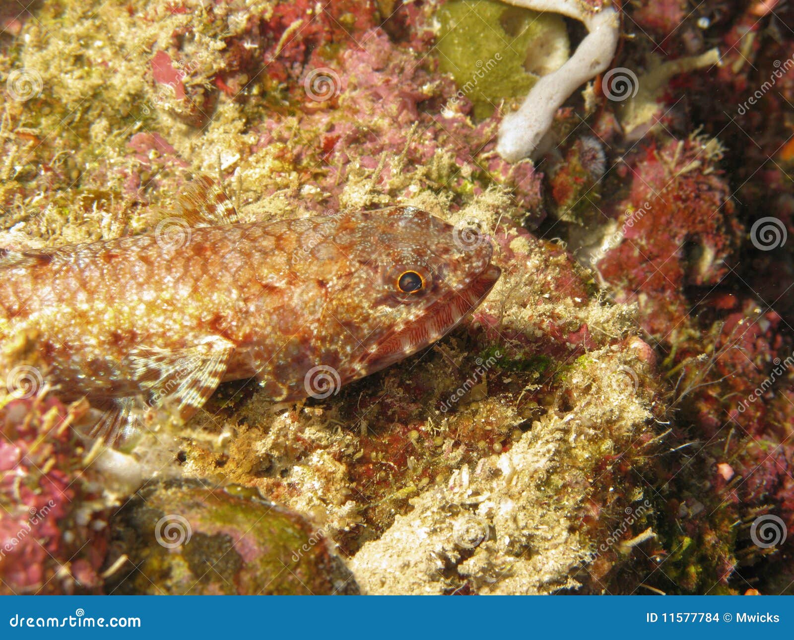 Lizard Fish stock photo. Image of lizard, fish, tentacle - 11577784