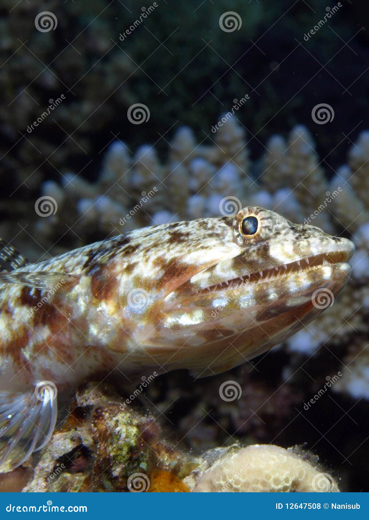 Lizard fish stock photo. Image of snorkel, marine, wildlife - 12647508
