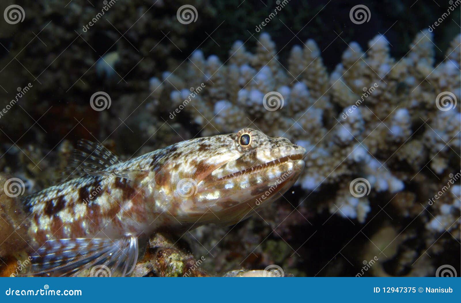Lizard fish stock image. Image of islads, teeth, prey - 12947375