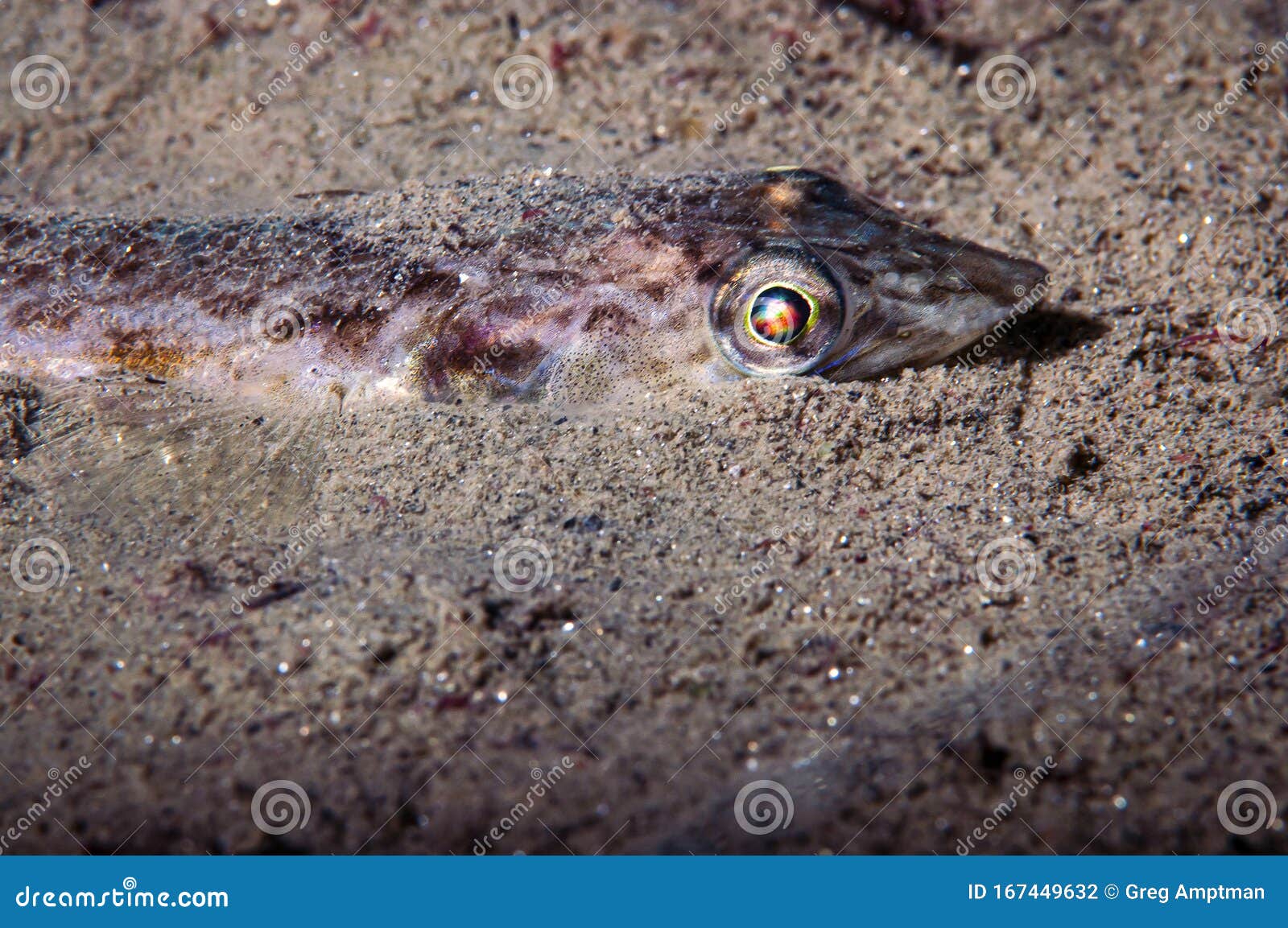 A Lizard Fish stock photo. Image of sandy, diving, wild - 167449632