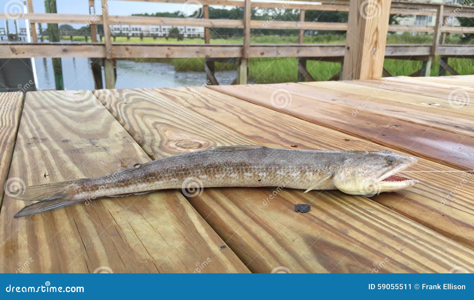 Lizard fish stock image. Image of mouth, saltlife, nature - 59055511