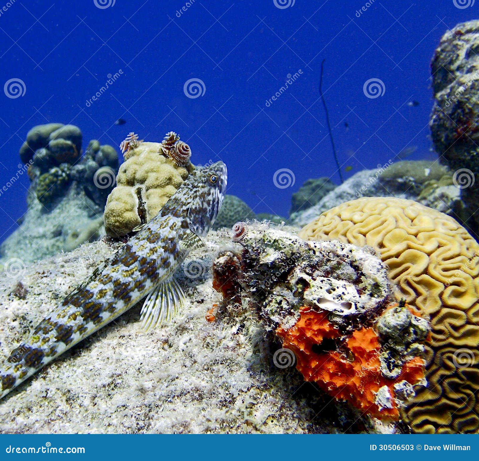 Lizard fish stock image. Image of diver, diving, deep - 30506503