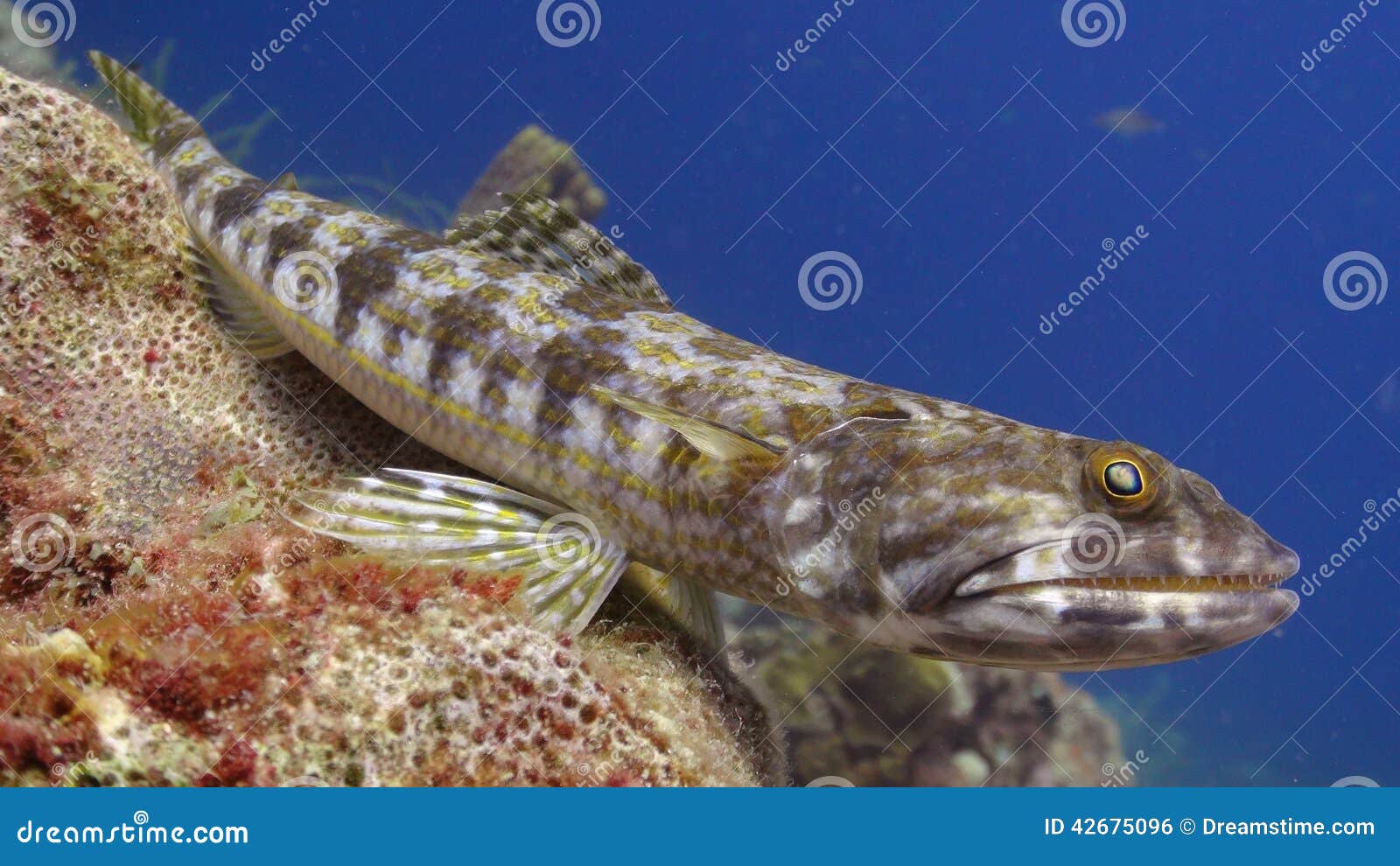 Lizard Fish stock photo. Image of caribbean, diving, curacao - 42675096