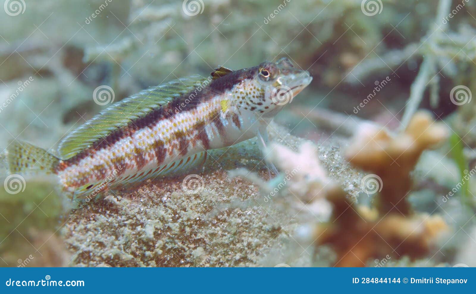 Lizard Fish Swims Over Reefs in Waters of Philippines Stock Footage ...