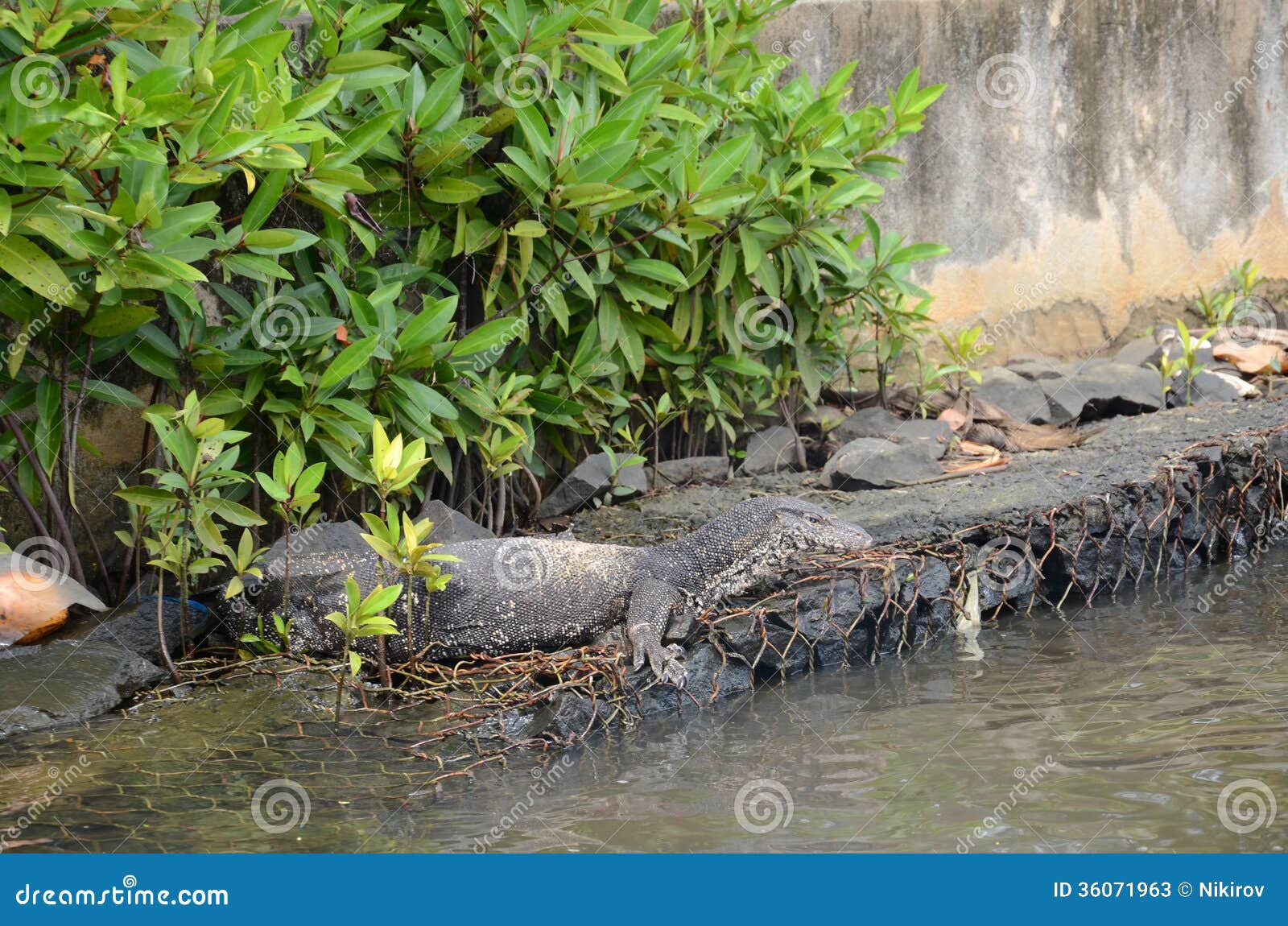 Lizard stock image. Image of swamp, lizard, pond, tree - 36071963