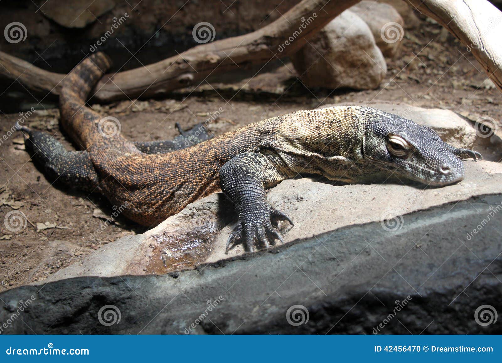 Lizard on floor stock photo. Image of sand, rock, animal - 42456470