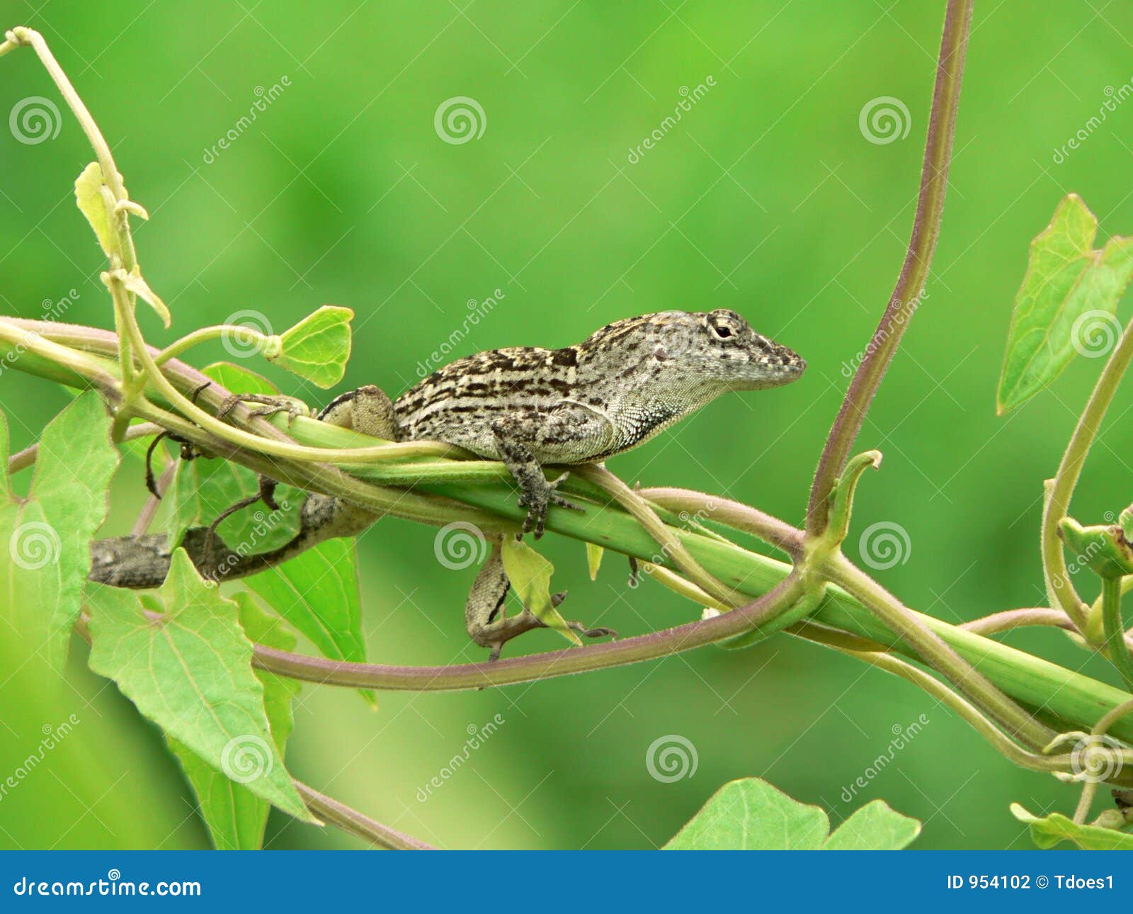 Lizard - florida anole stock photo. Image of anole, insect - 954102