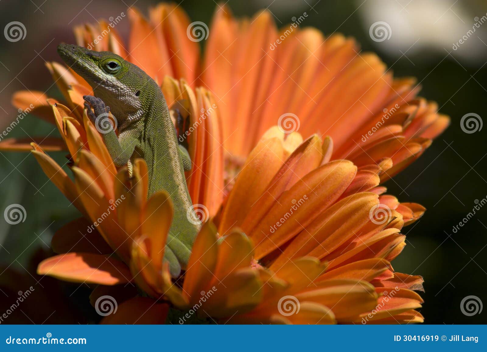 Lizard on Flower stock image. Image of anole, anoles - 30416919