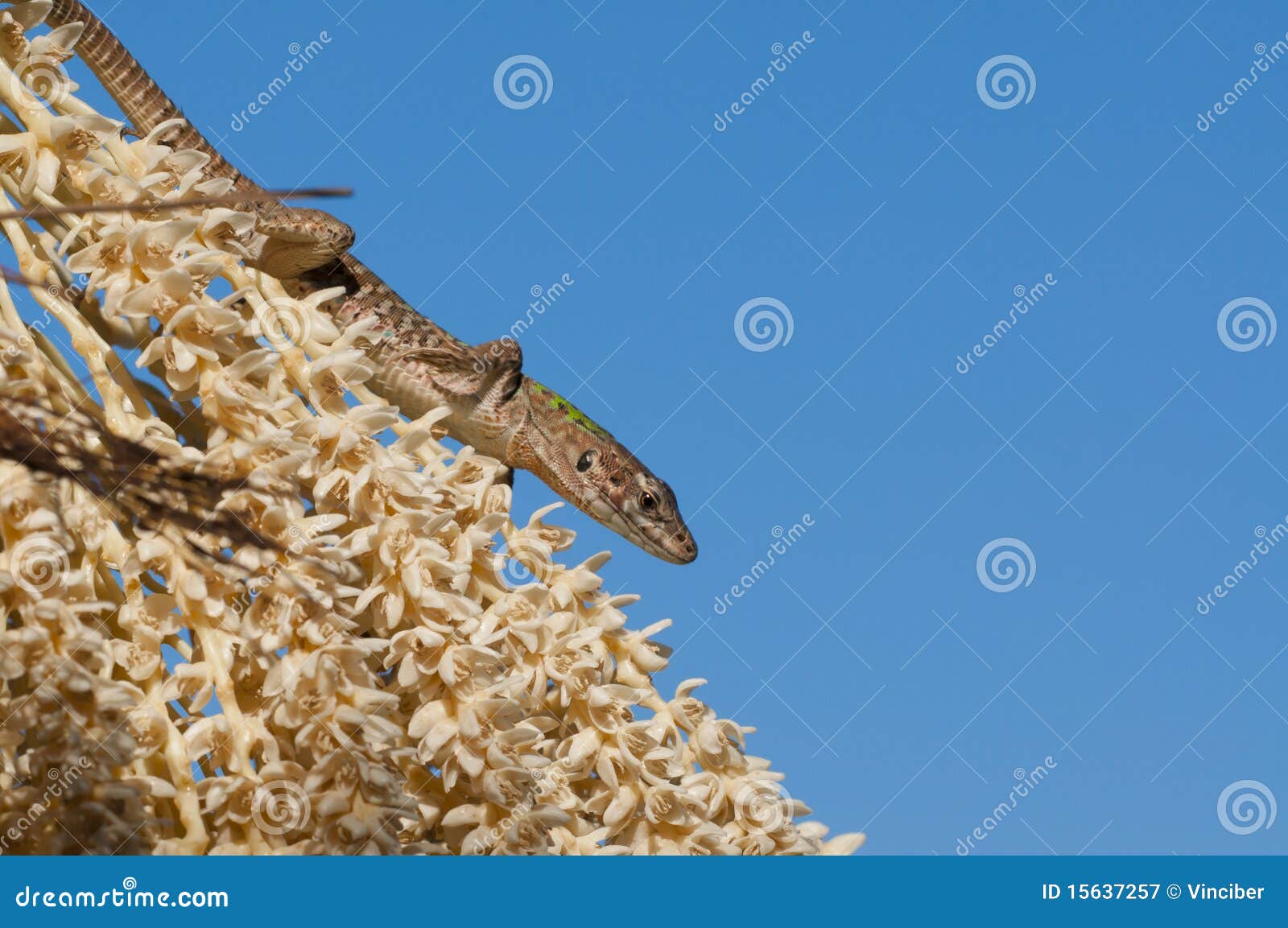 Lizard on the flowers stock image. Image of detail, green - 15637257