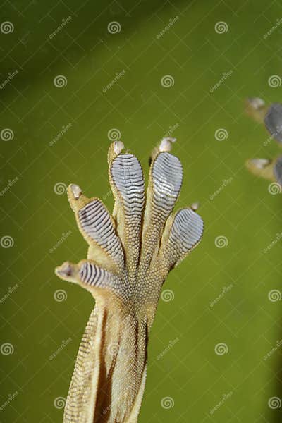 Lizard Foot stock image. Image of toes, reptile, gecko - 20340111