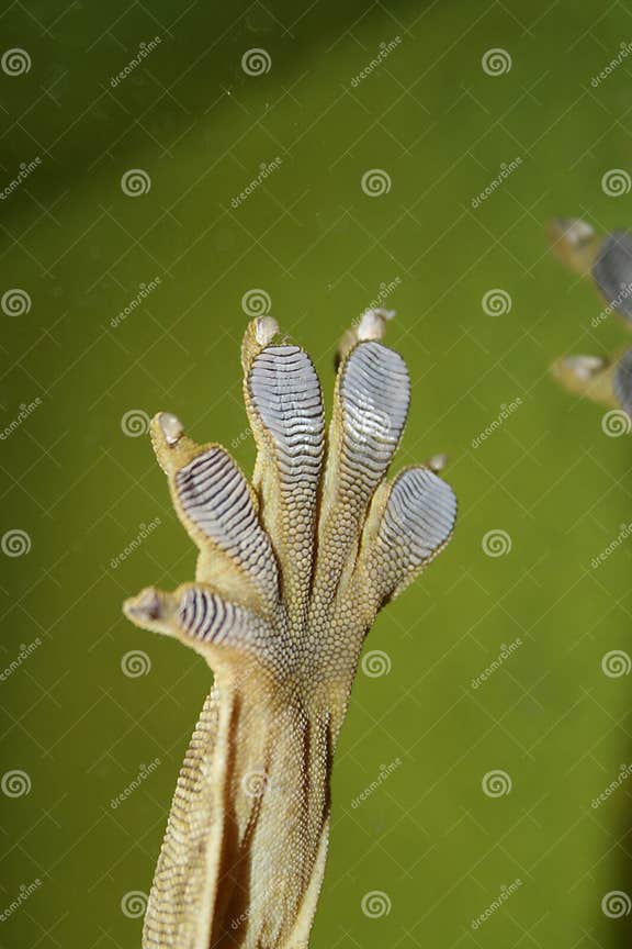 Lizard Foot stock image. Image of toes, reptile, gecko - 20340111