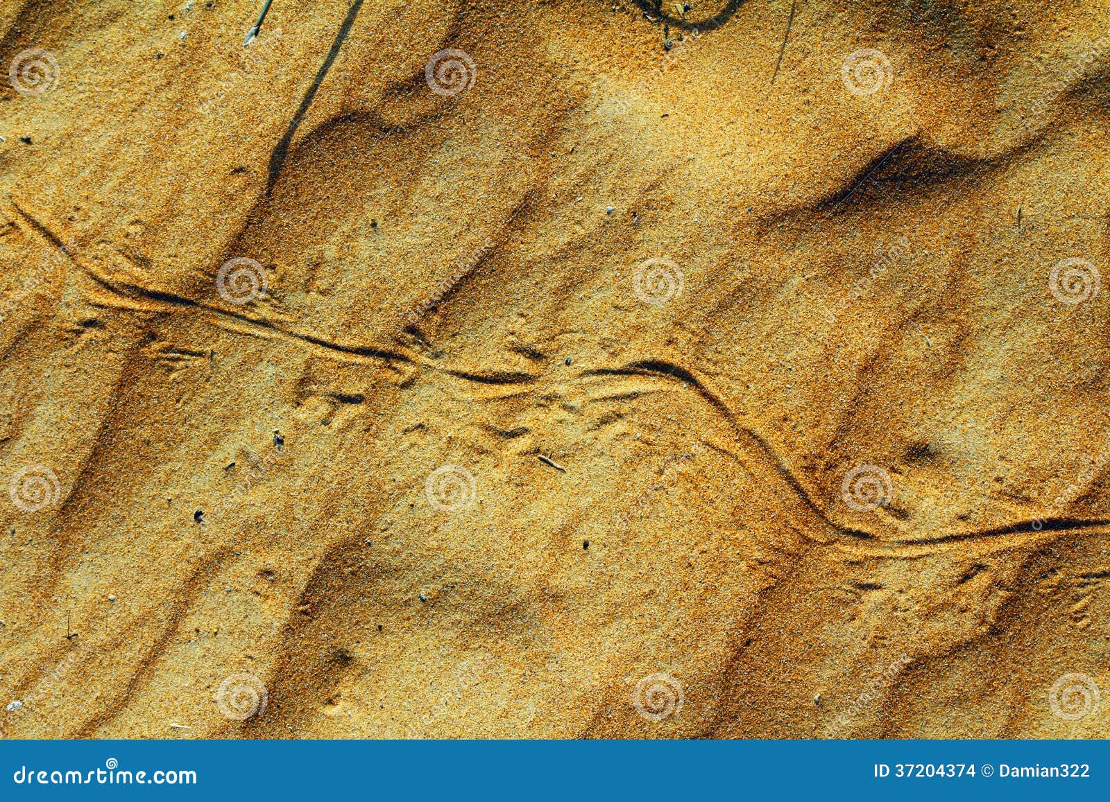 Lizard Footprints in the Sand Stock Photo - Image of oman, footprints ...