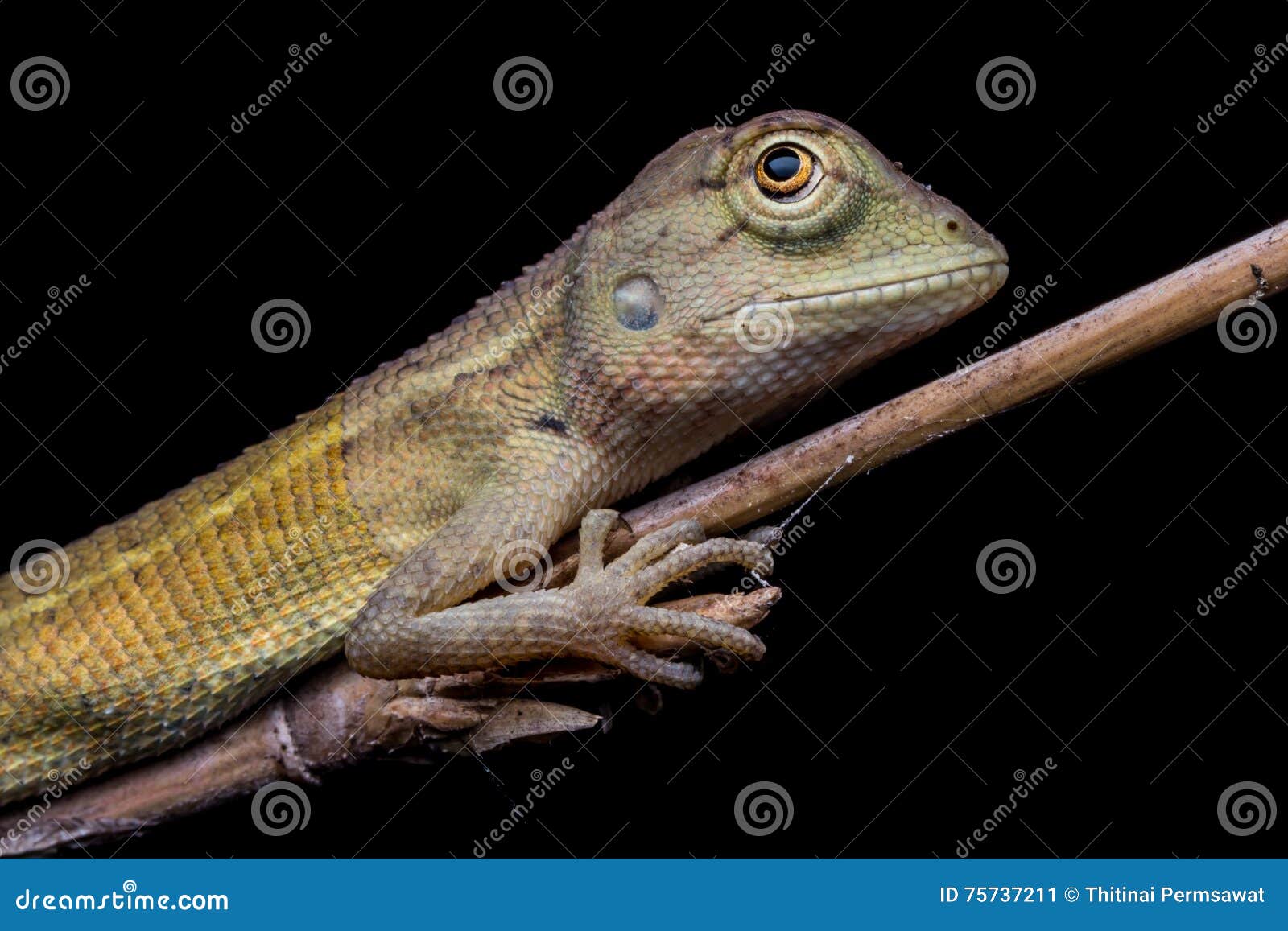 A lizard stock image. Image of nature, borneo, chameleon - 75737211