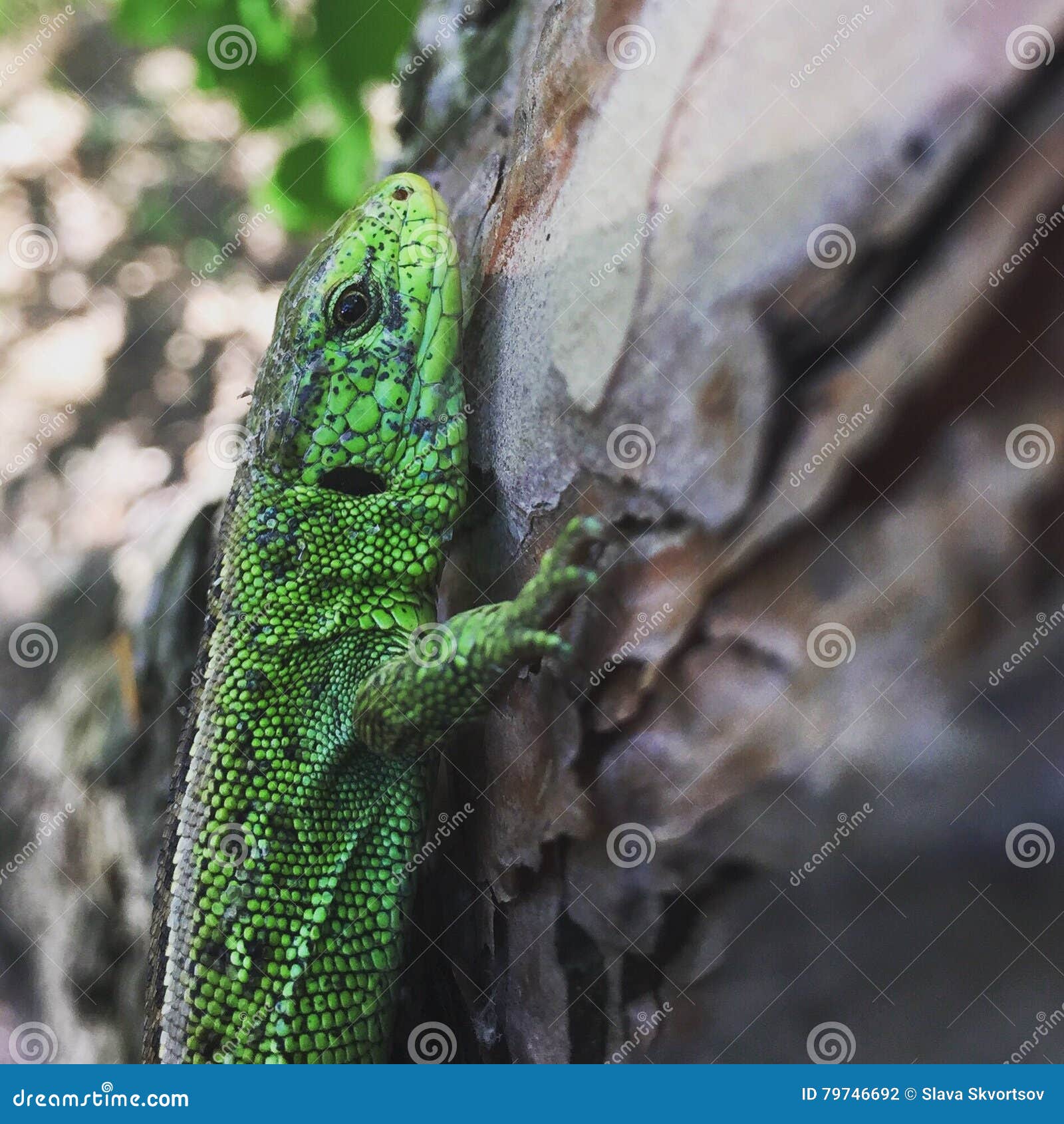 Lizard in the forest stock photo. Image of macro, green - 79746692