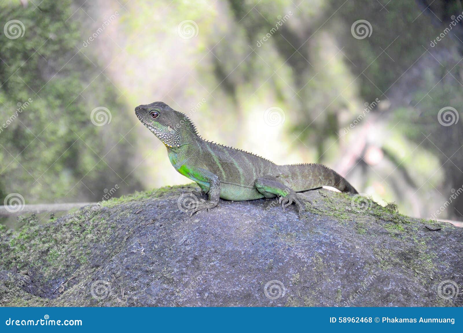 Lizard in the forest stock photo. Image of iguana, rock - 58962468