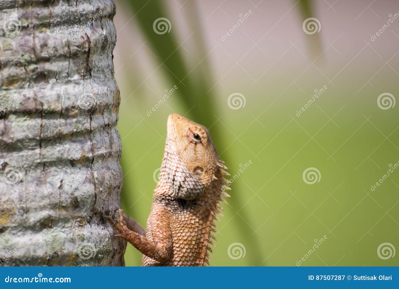 The Lizard Form Thailand Country Stock Image - Image of summer, fauna ...