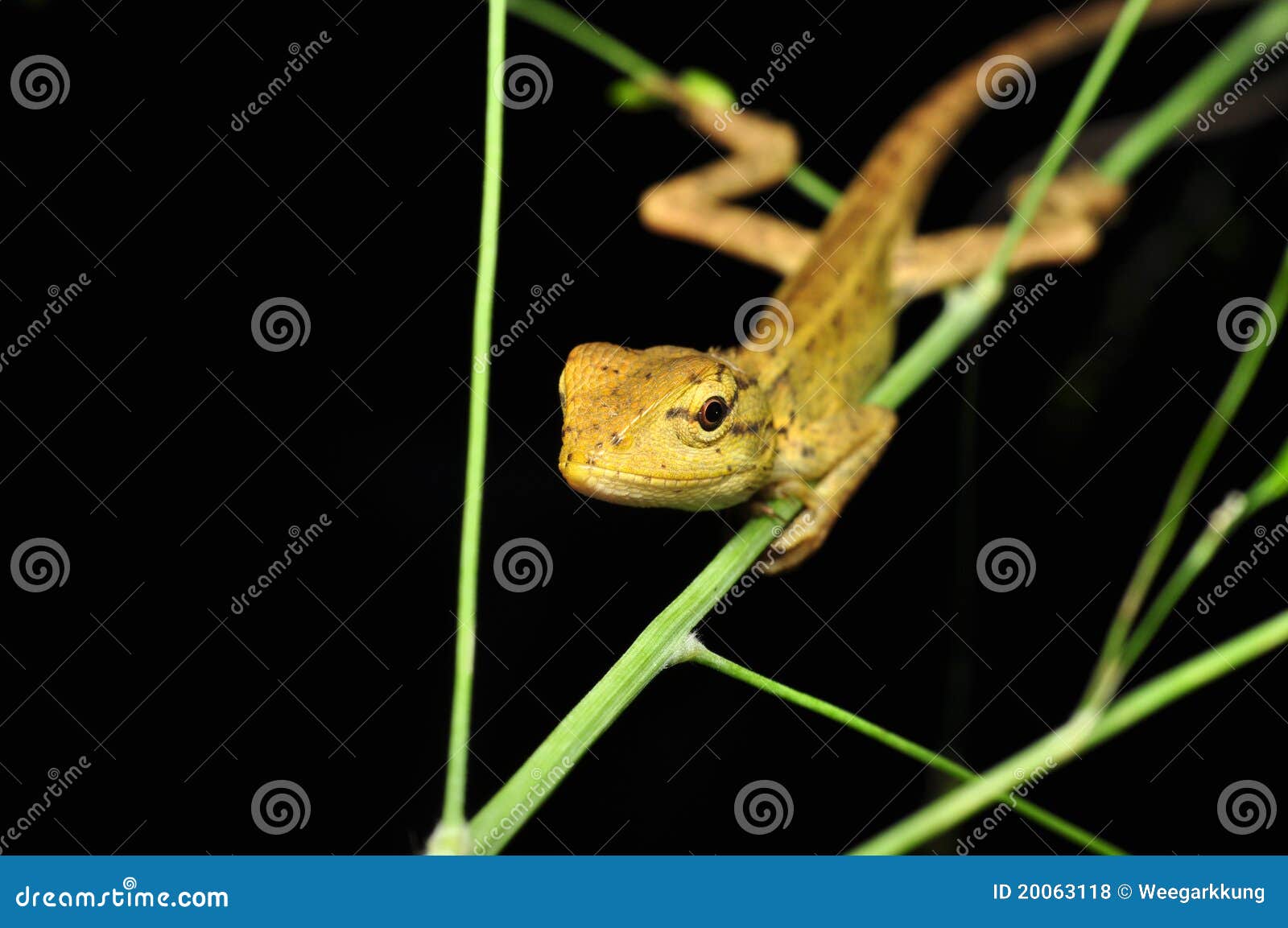 Lizard on Four stock photo. Image of nature, camelian - 20063118