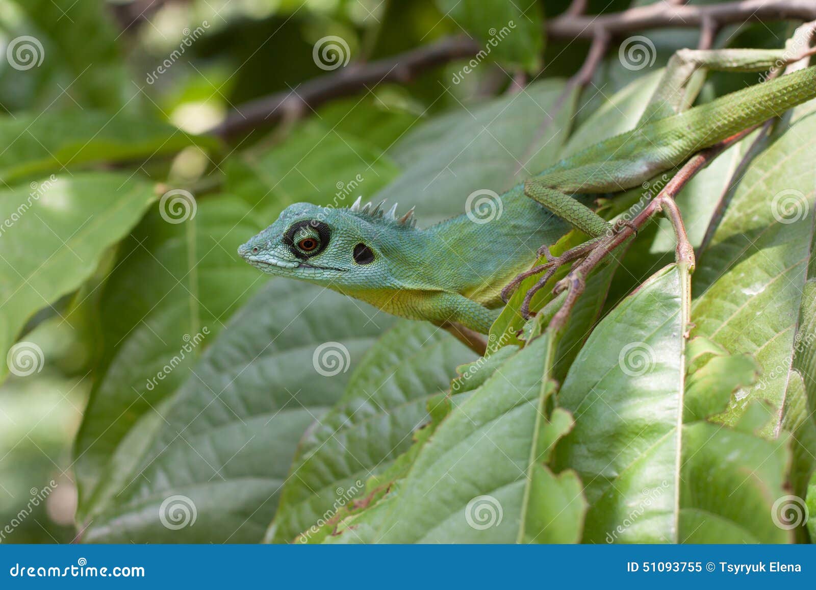 Lizard stock image. Image of lizard, roam, fruit, freely - 51093755