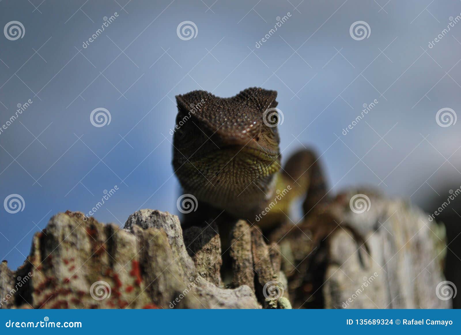 Lizard stock photo. Image of view, summer, herpetology - 135689324