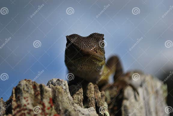 Lizard stock photo. Image of view, summer, herpetology - 135689324