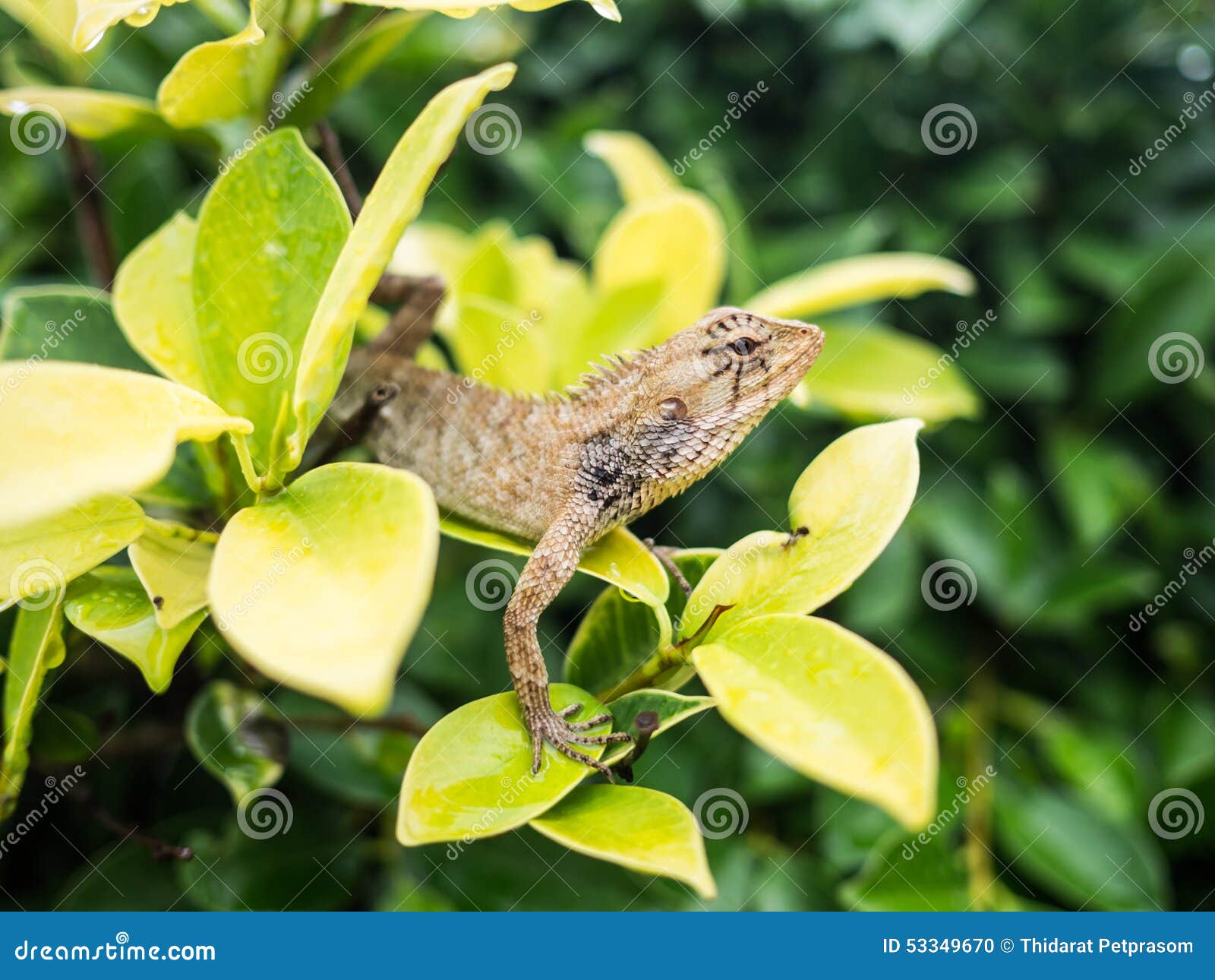 Lizard, Galliwasp or Chameleon Stock Photo - Image of lizard, plant ...