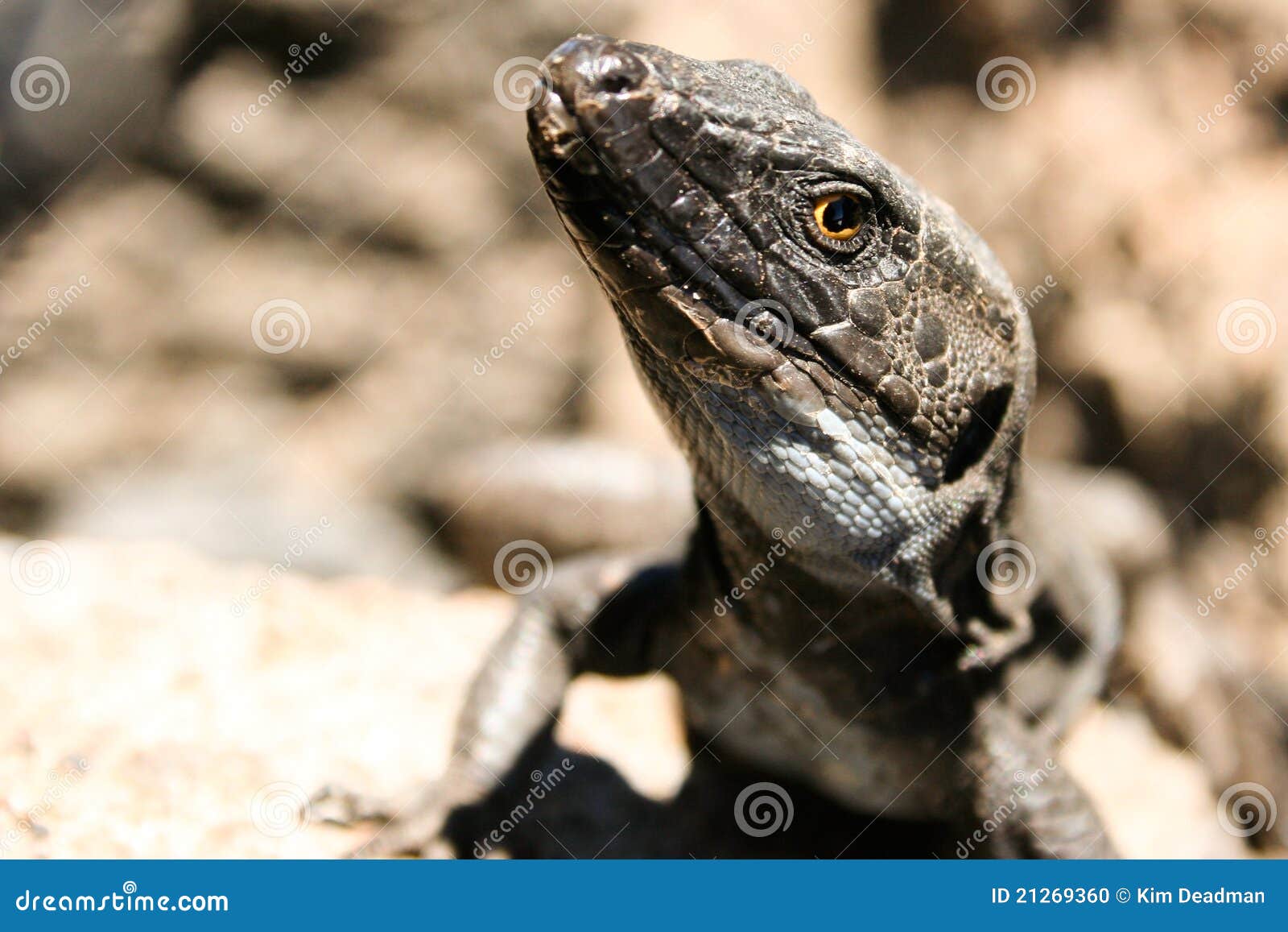 Lizard Gallotia galloti stock photo. Image of wildlife - 21269360