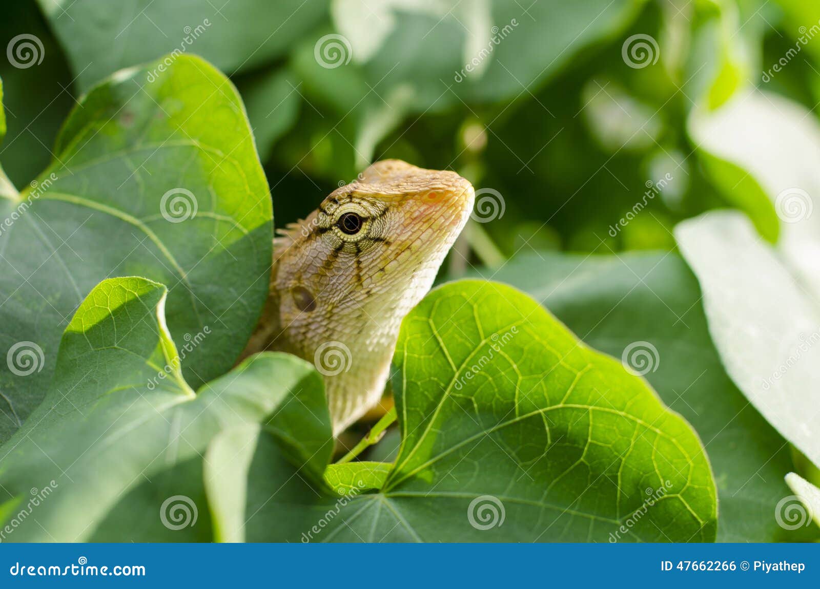 Lizard in the garden stock photo. Image of lizard, reptile - 47662266