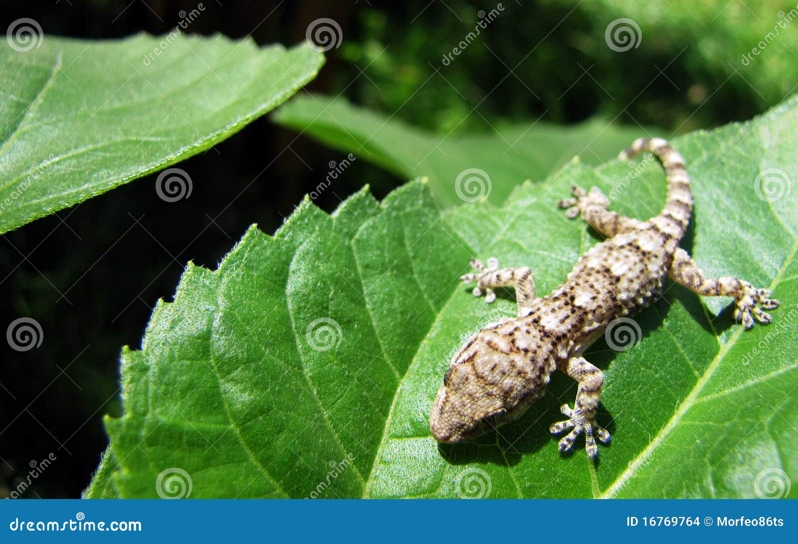 Lizard gecko stock photo. Image of geco, tail, legs, reptile - 16769764