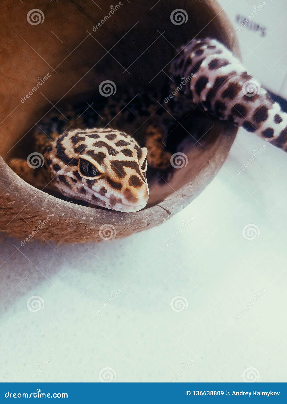 Lizard Gecko Eublepharis in Coconut Stock Image - Image of coconuts ...