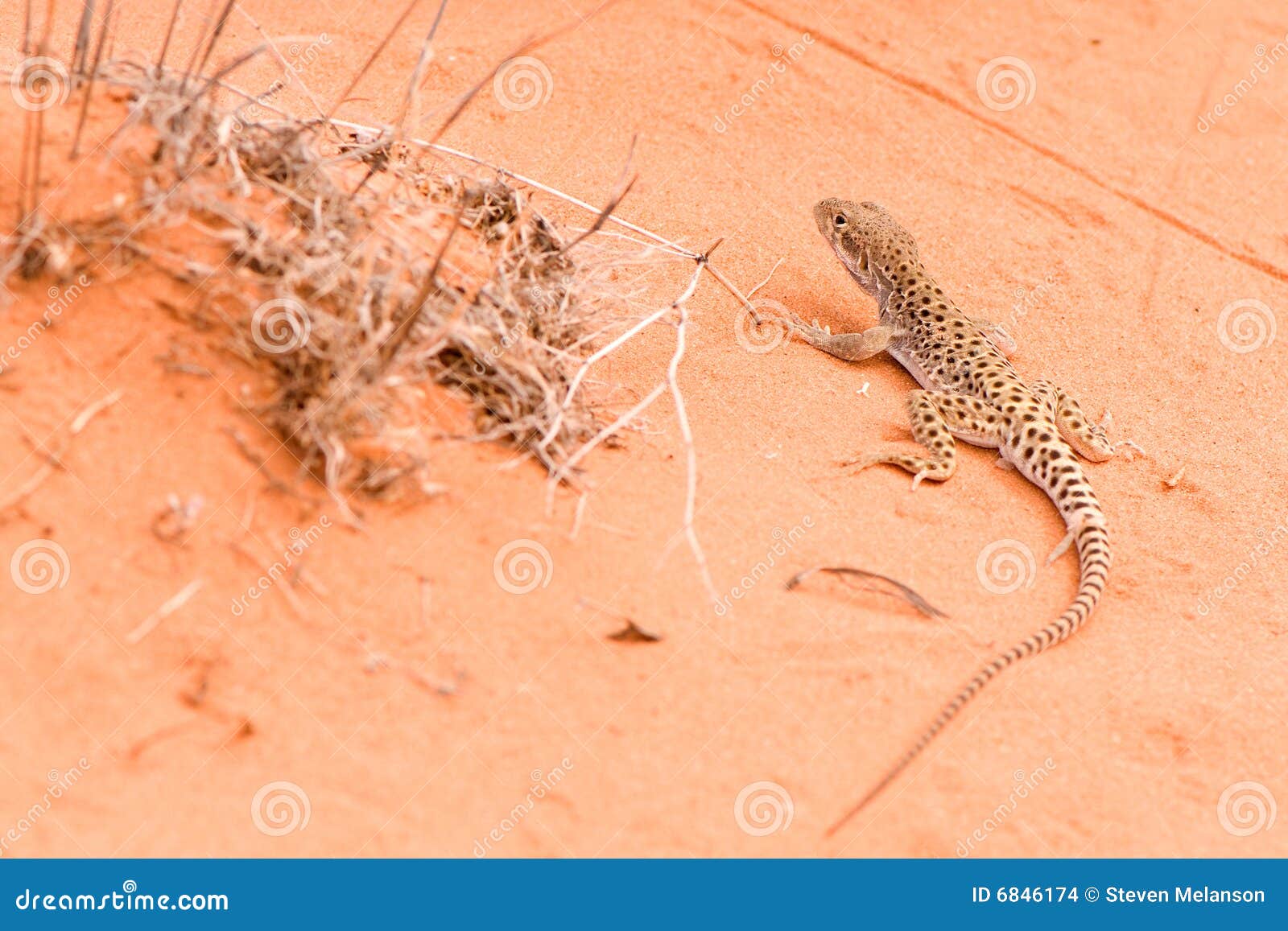 Lizard Gecko Running on Red Sand Stock Photo - Image of animal, prey ...