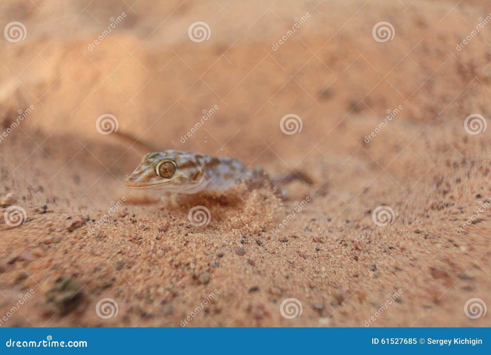 Lizard geckos stock image. Image of lizard, lizards, cape - 61527685