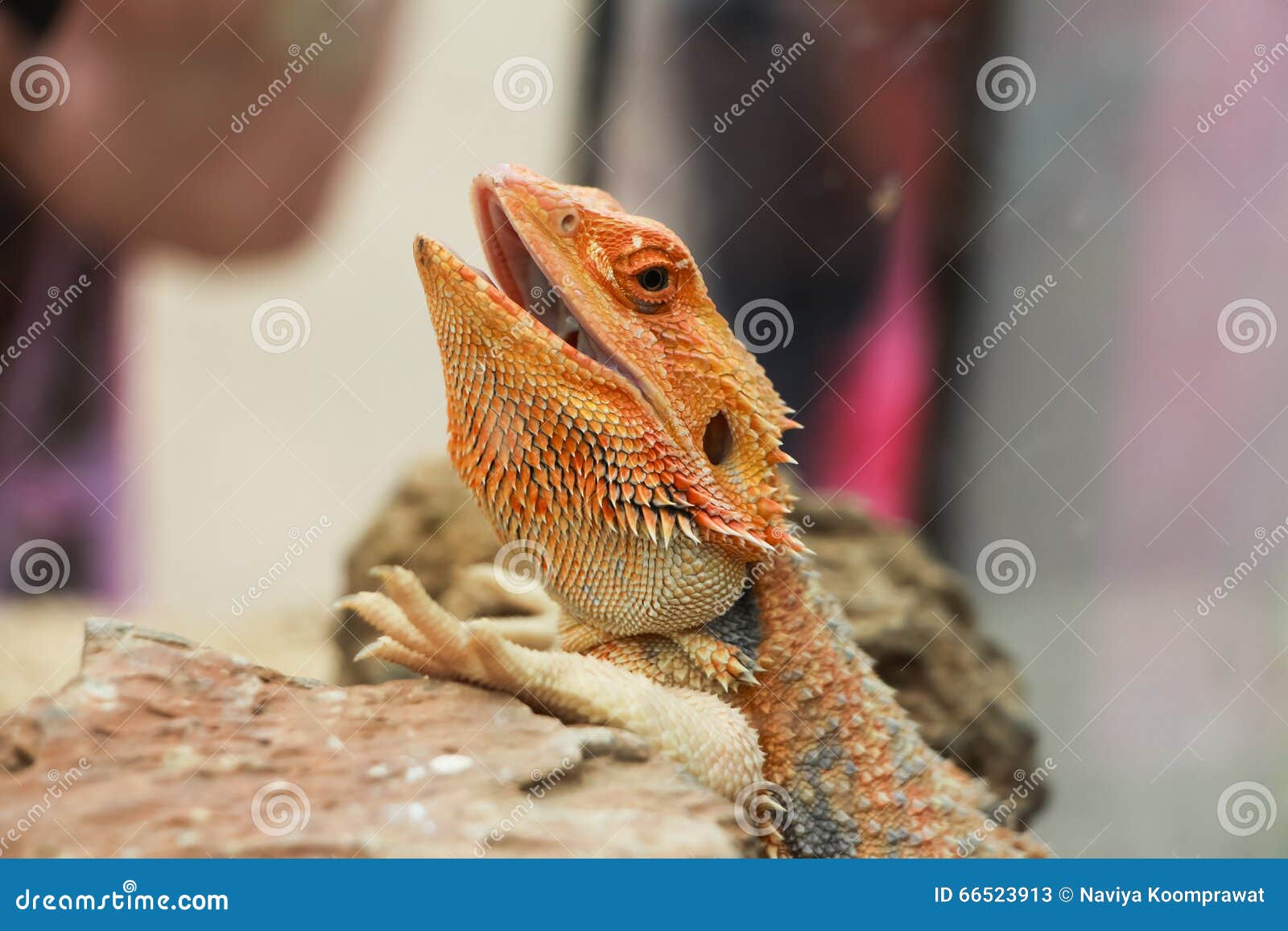 Lizard stock image. Image of orange, animal, wildlife - 66523913