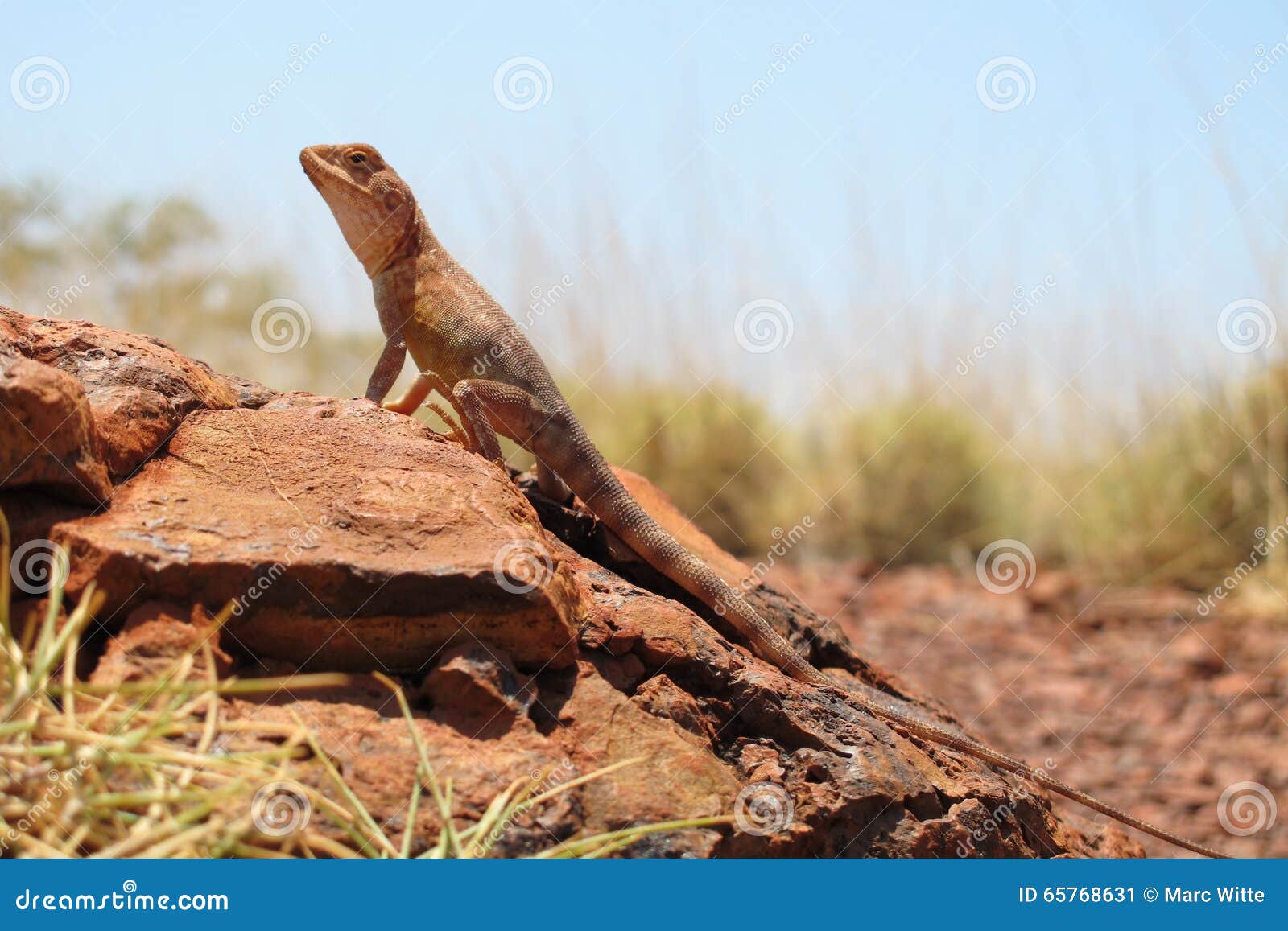 Lizard, goana, australia stock image. Image of goanna - 65768631