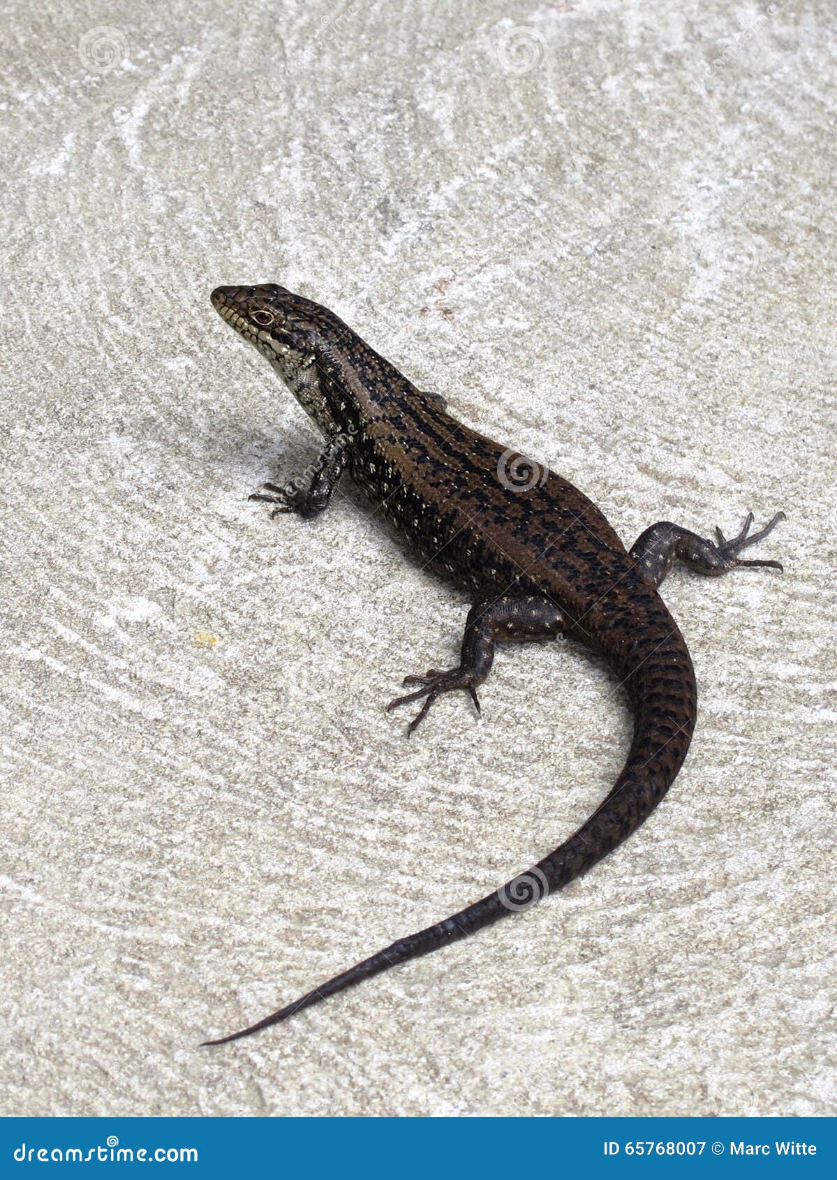 Lizard, goanna, australia stock image. Image of observe - 65768007