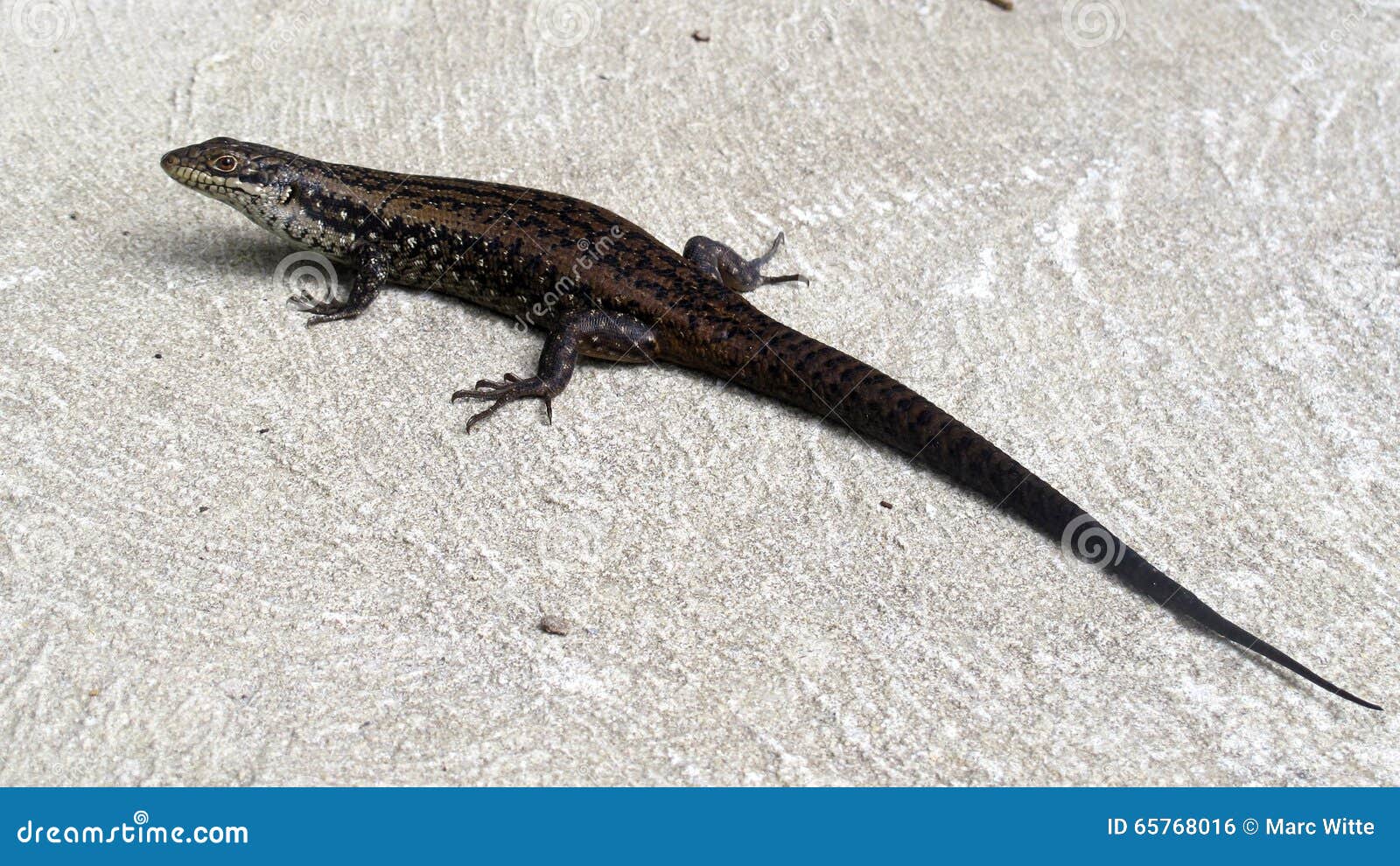 Lizard, goanna, australia stock photo. Image of landscape - 65768016