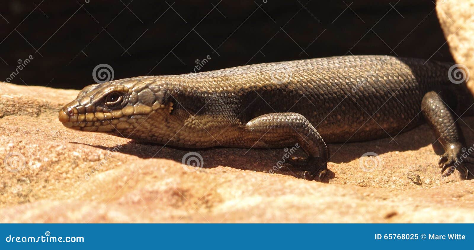 Lizard, goanna, australia stock image. Image of orange - 65768025