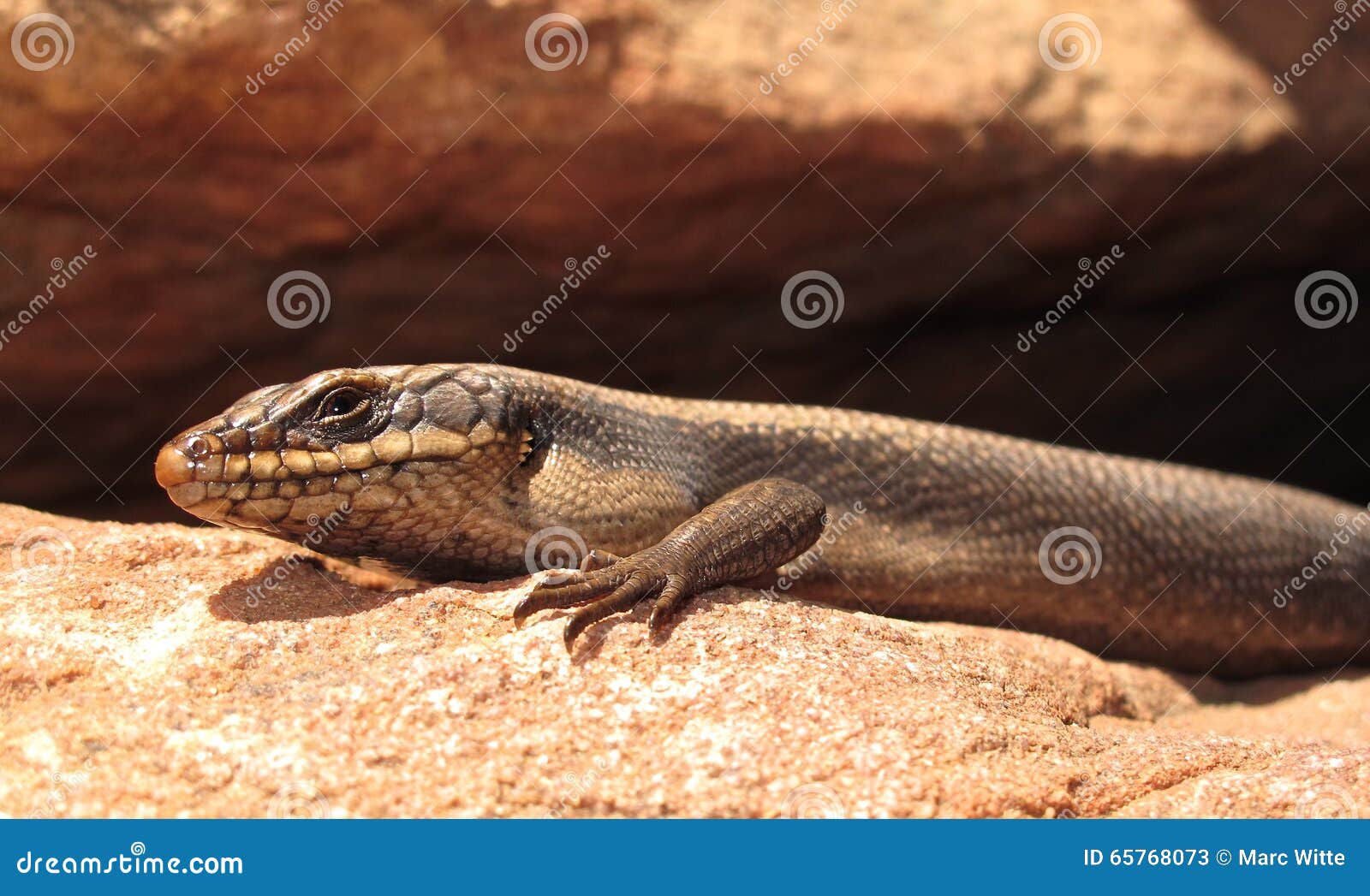 Lizard, goanna, australia stock image. Image of beautiful - 65768073